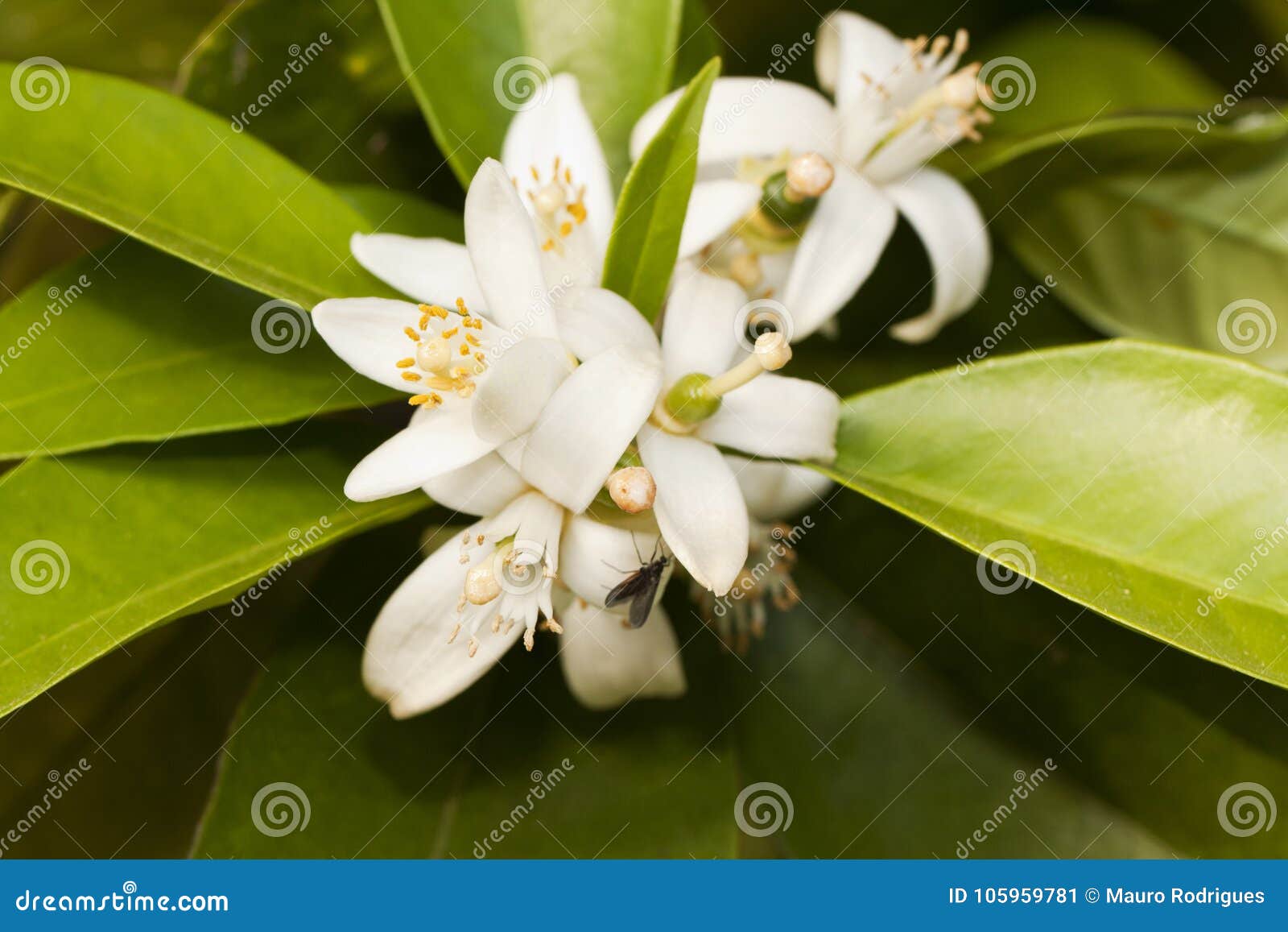 Blooming Flower from Orange Tree Stock Image - Image of agriculture ...