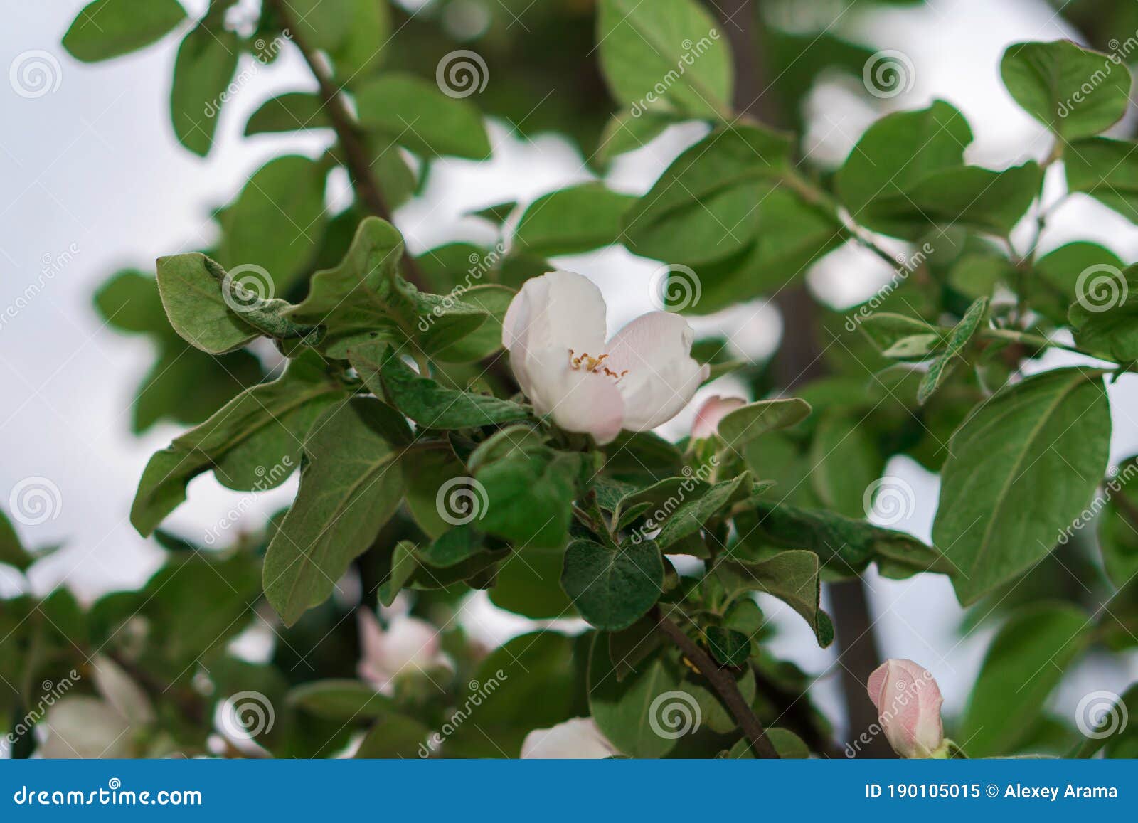 Blooming Flower on a Quince Tree Branch in the Springtime Stock Image ...