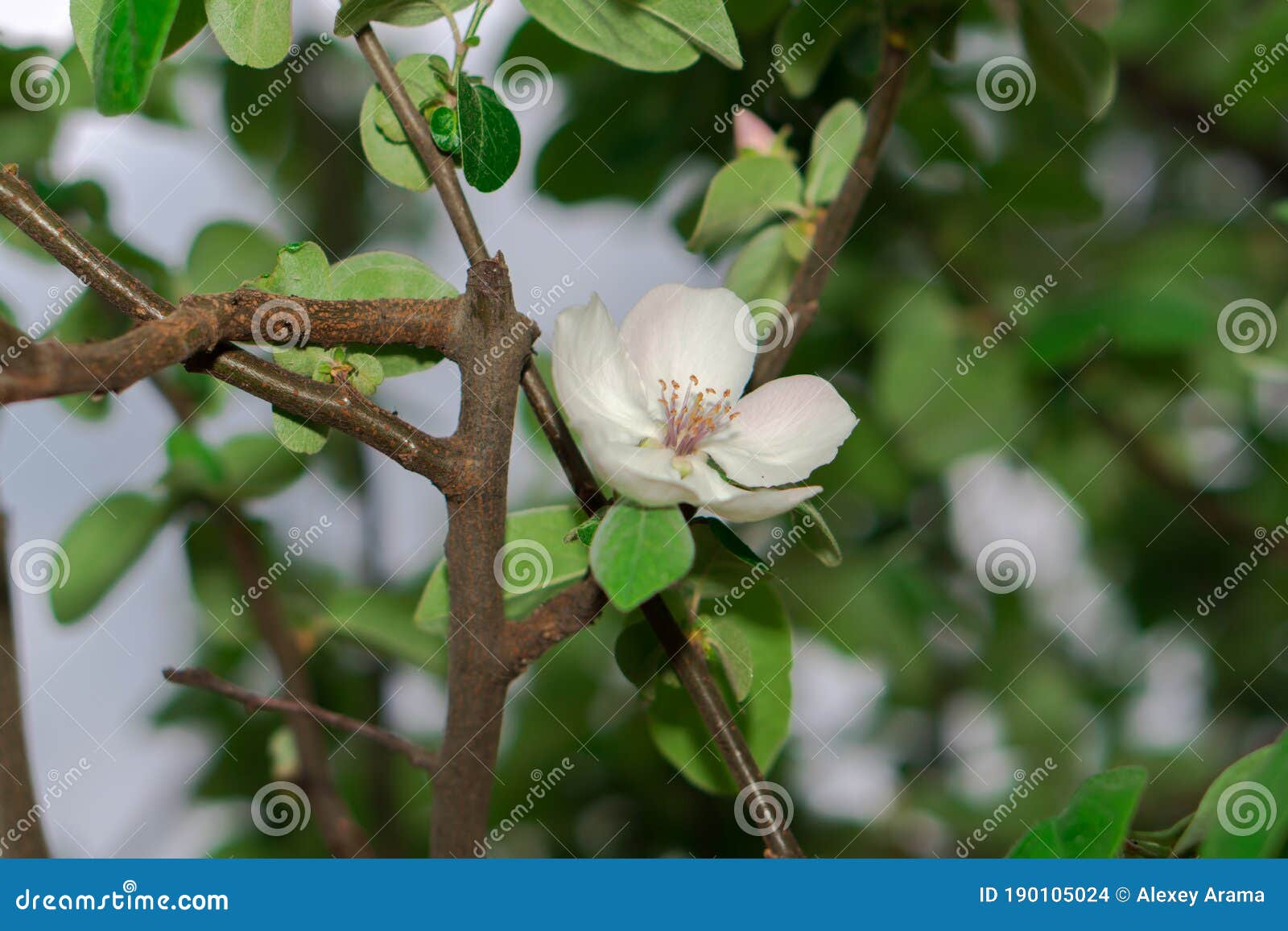Blooming Flower on a Quince Tree Branch in the Springtime Stock Photo ...