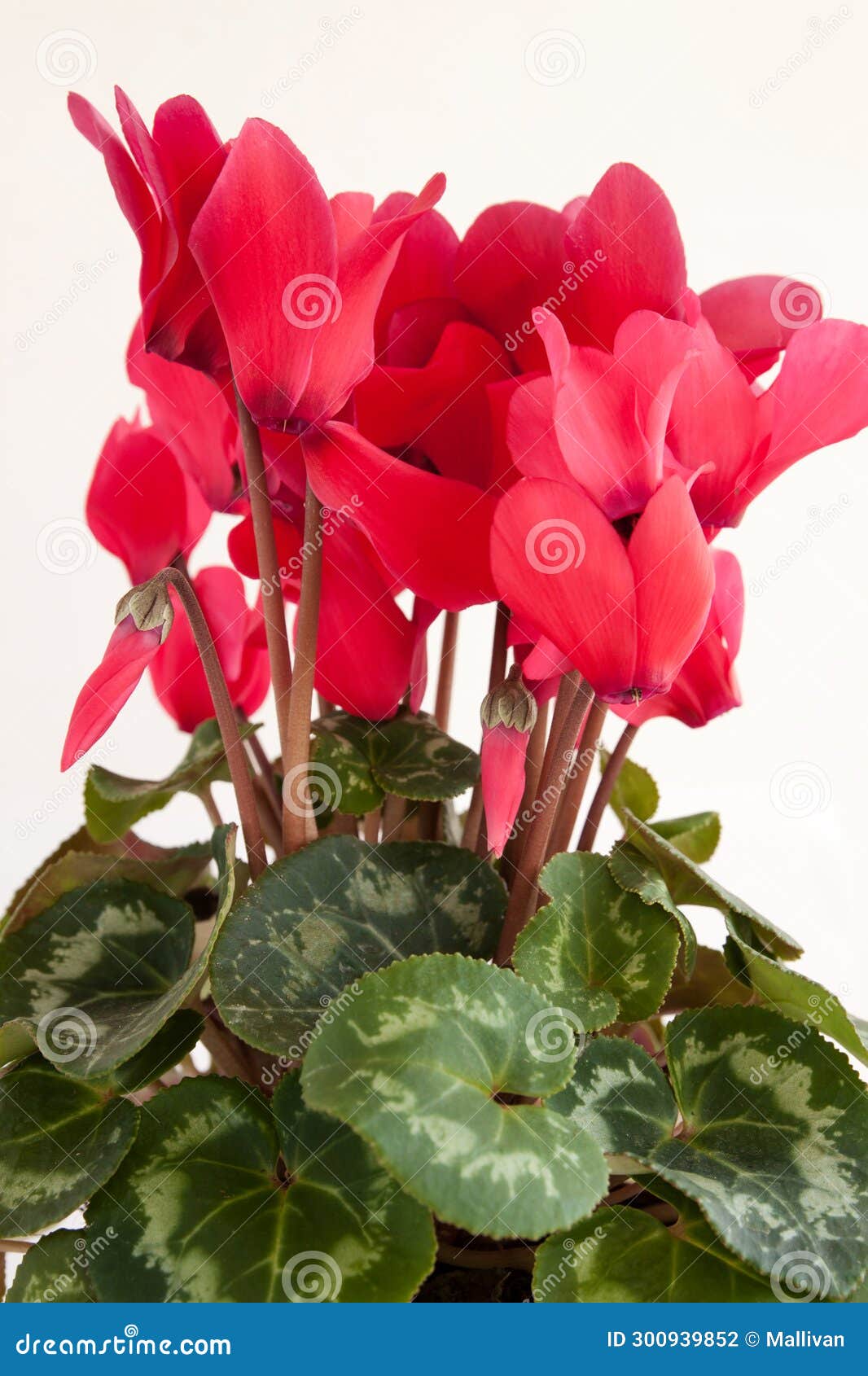 Blooming Flower Red Cyclamen Stock Photo - Image of pink, plant: 300939852