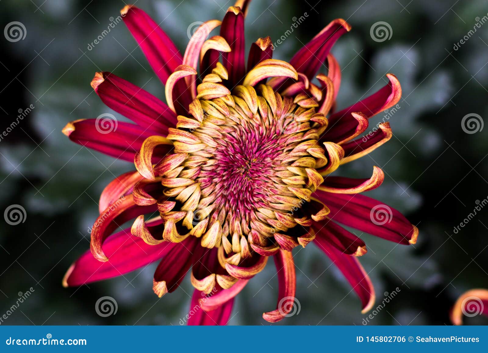 A Blooming Flower Resembles a Firework Stock Photo - Image of blooms ...