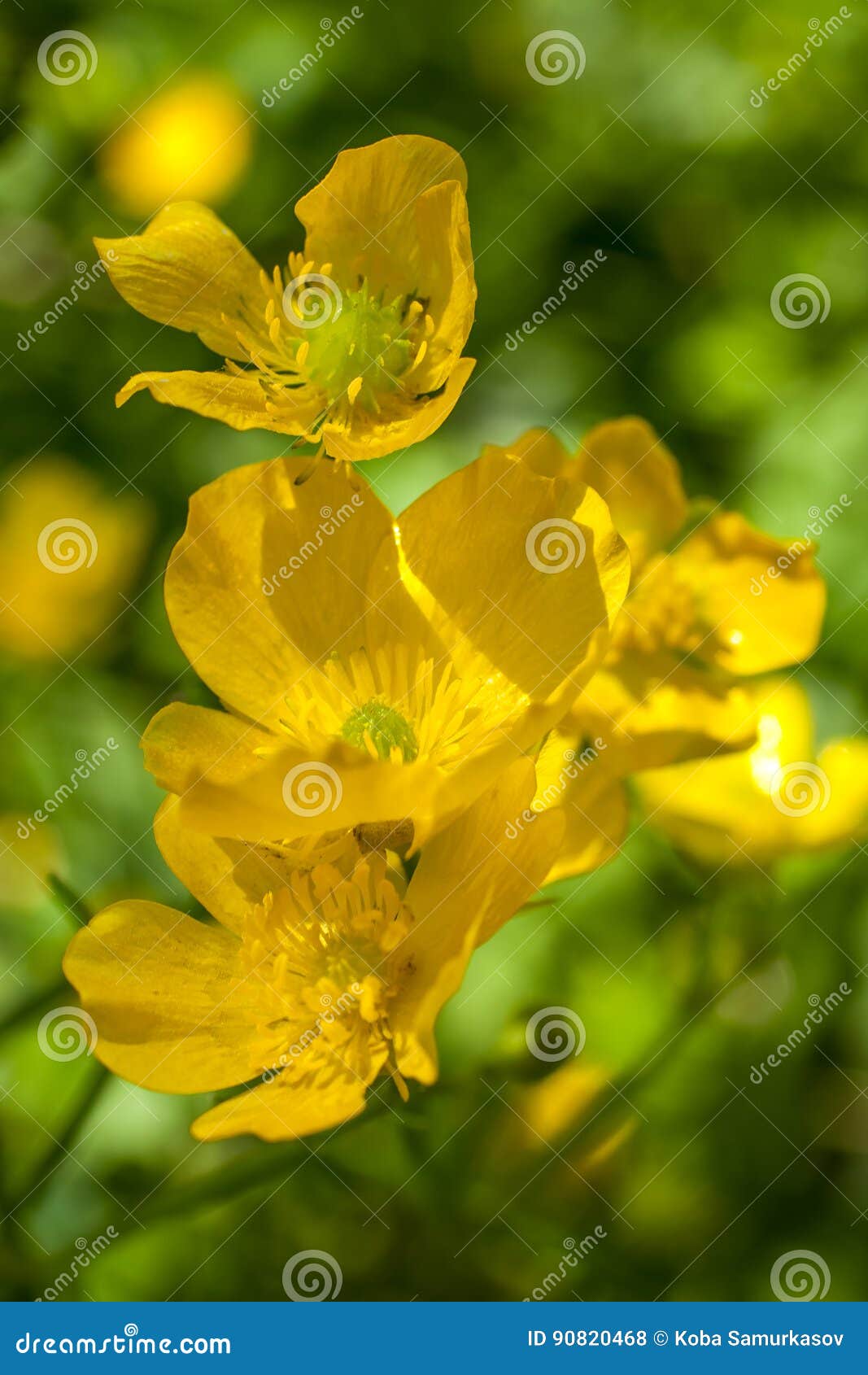 Blooming Flower in Spring, Buttercup, Crowfoot, Ranunculus Stock Photo ...