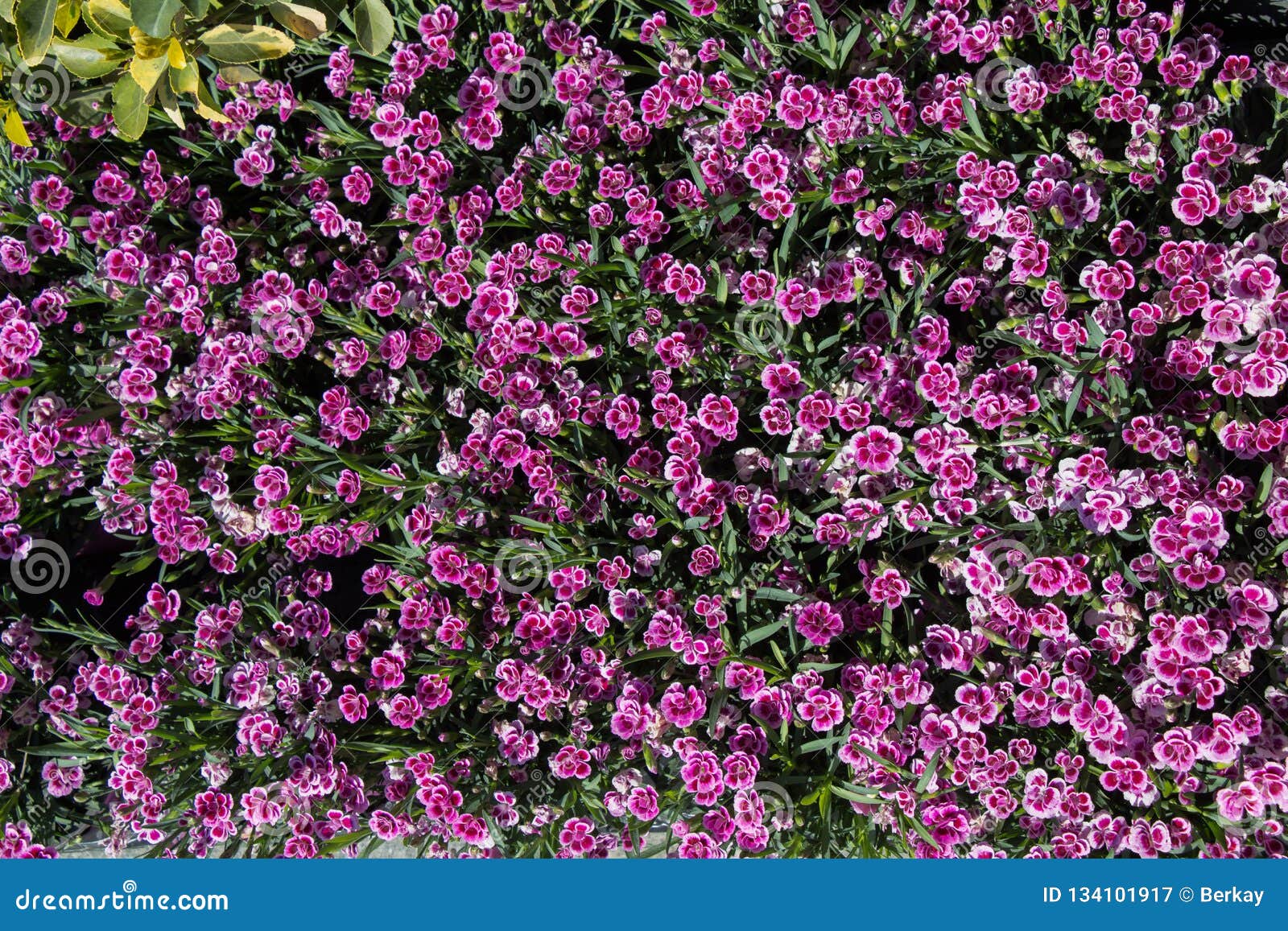 Blooming Flowers As a Background Stock Image - Image of plant, flowers ...