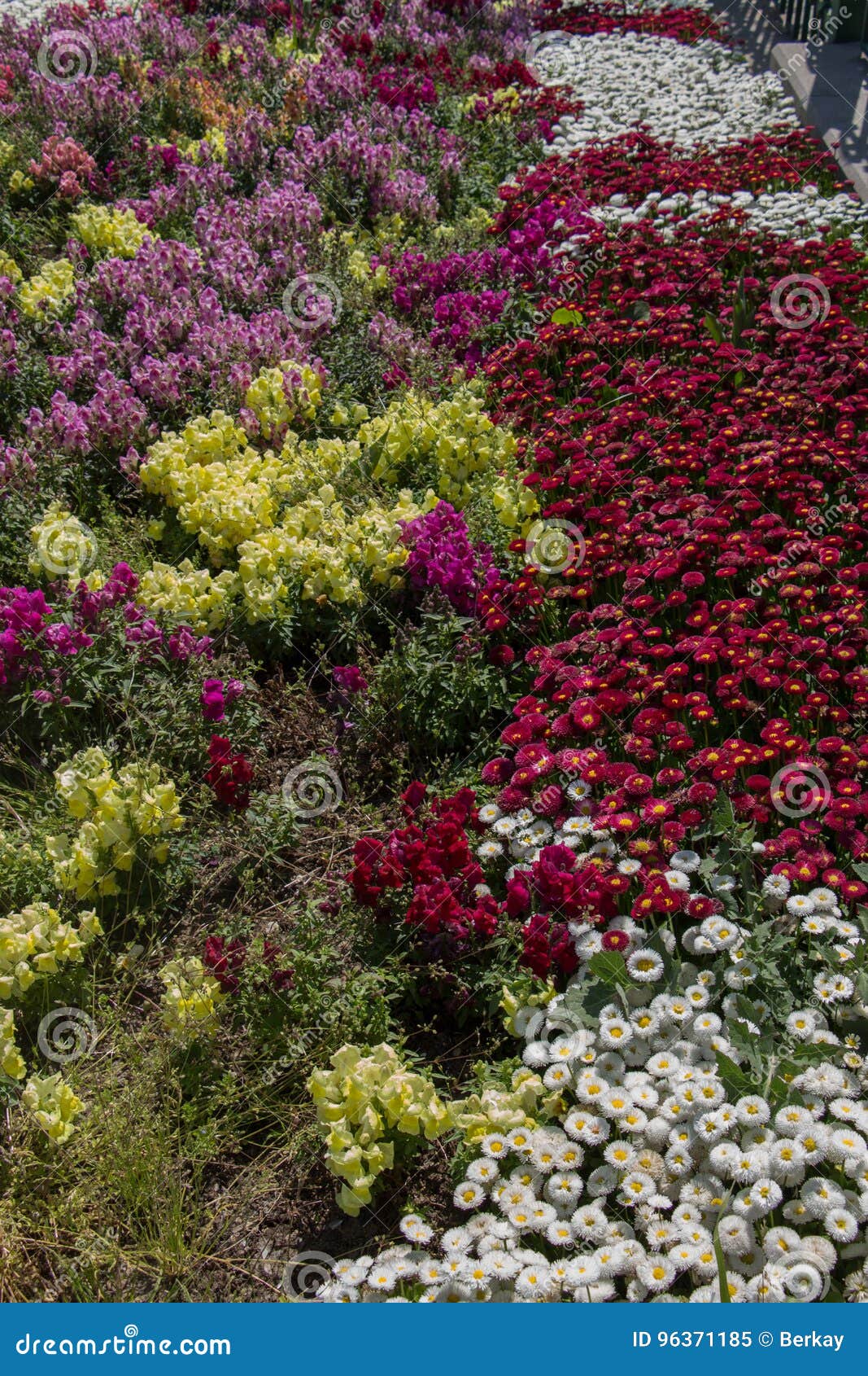 Blooming Flowers As a Background Stock Image - Image of floral, spring ...
