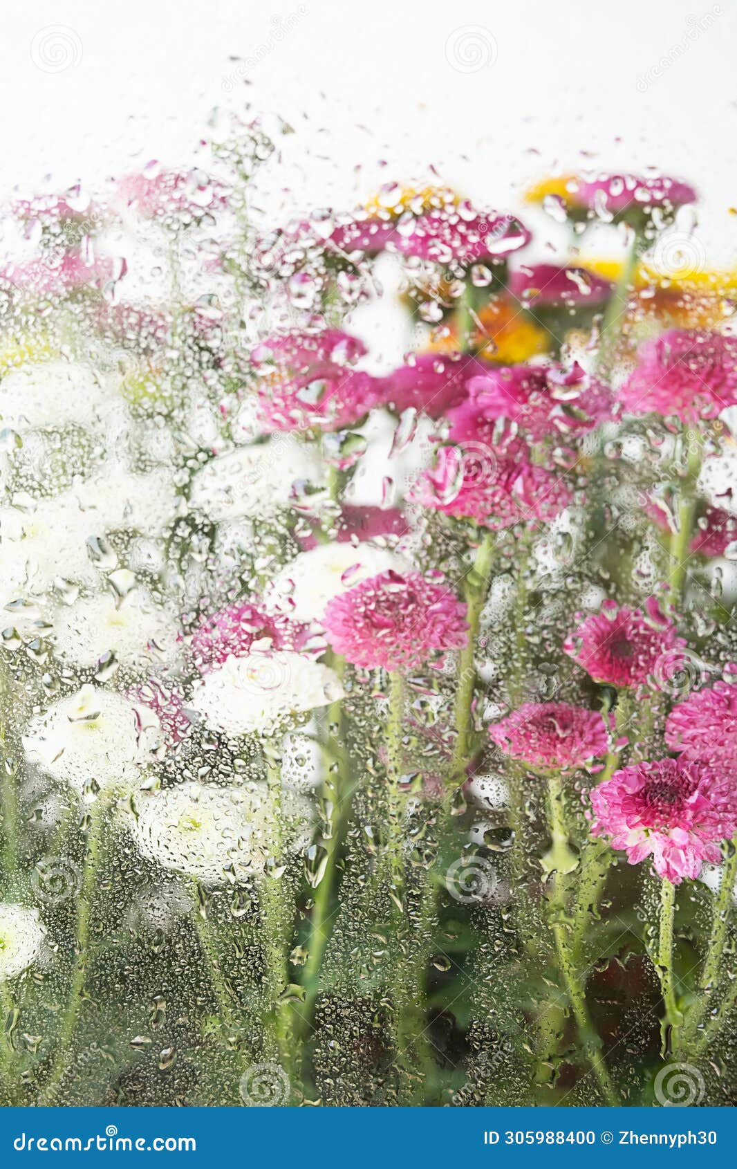Blooming Flowers Behind the Wet Window Glass Stock Photo - Image of ...