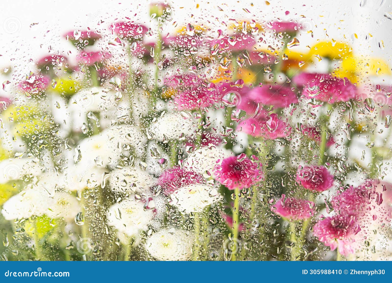 Blooming Flowers Behind the Wet Window Glass Stock Photo - Image of ...