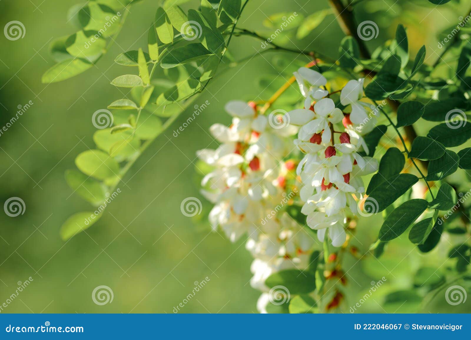 Blooming Flowers of Black Locust Tree in Spring, Close Up Stock Image ...