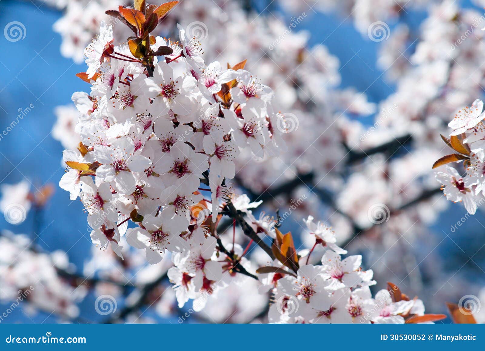 Blooming flowers branches stock photo. Image of plant - 30530052