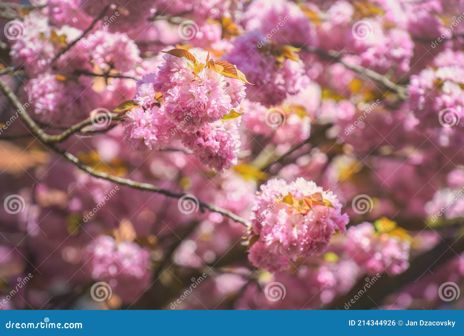Blooming Flowers of the Japanese Tree Sakura. Stock Photo - Image of ...