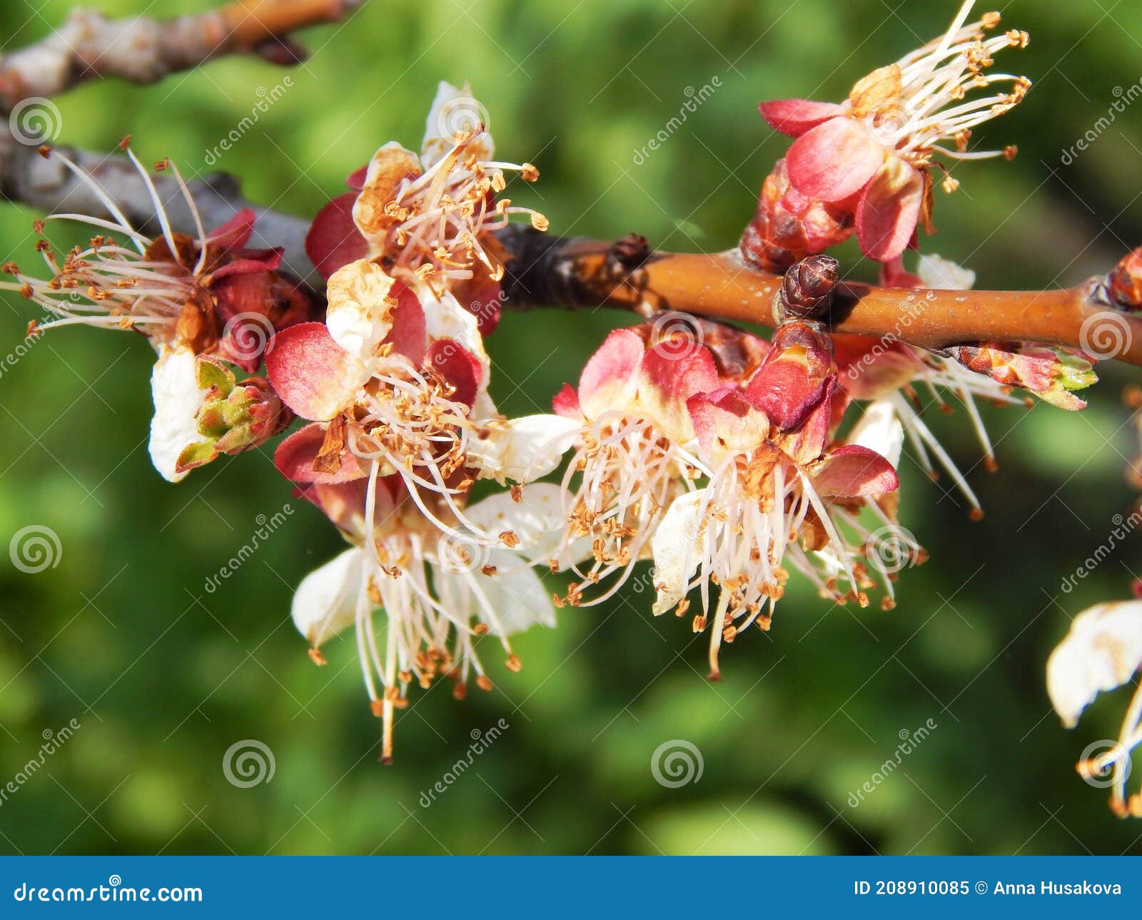 Blooming Flowers with Long Tendrils on the Branches of a Tree Stock ...