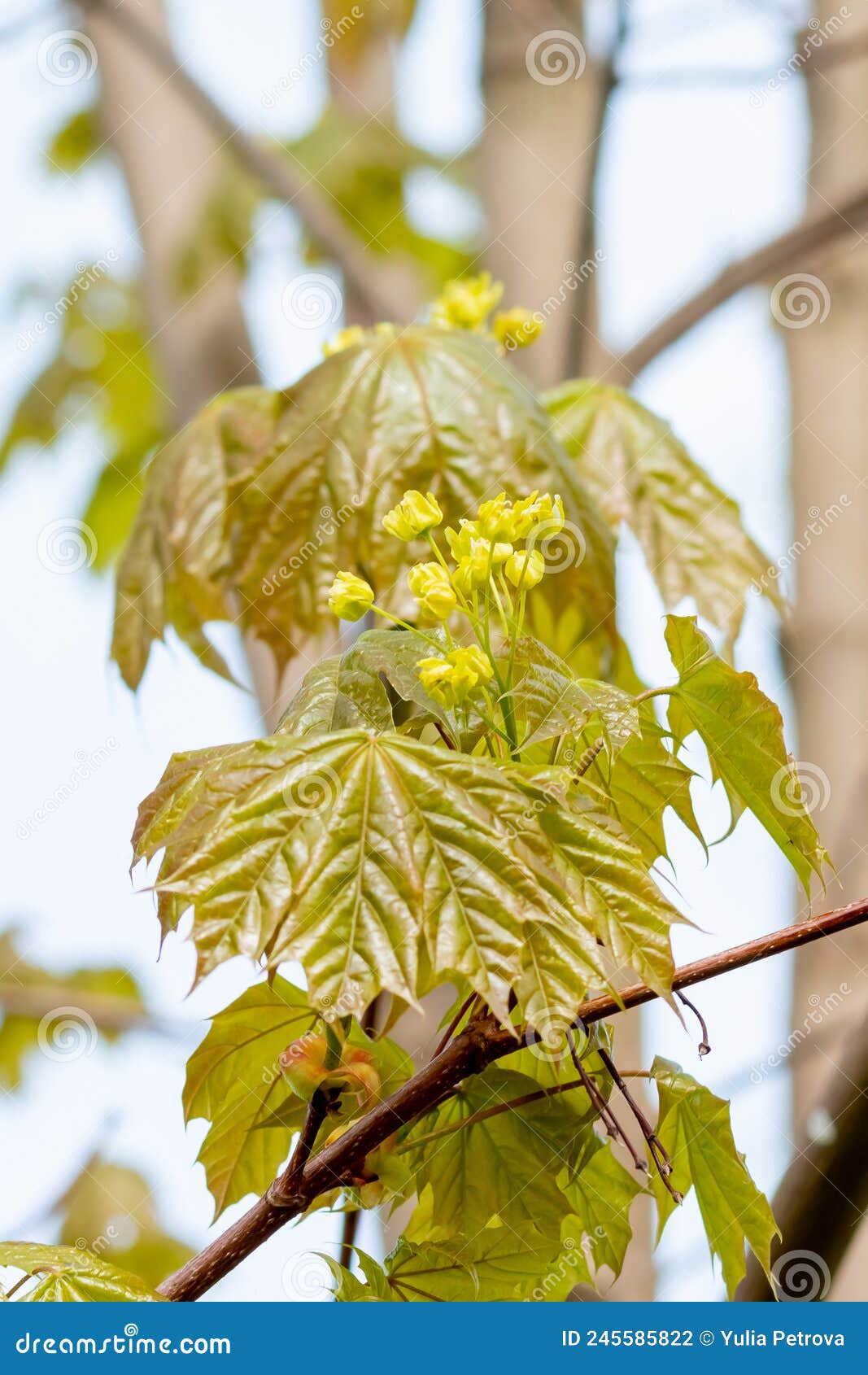 Blooming Flowers of Maple Trees in the Spring.Spring Maple Panicles of ...