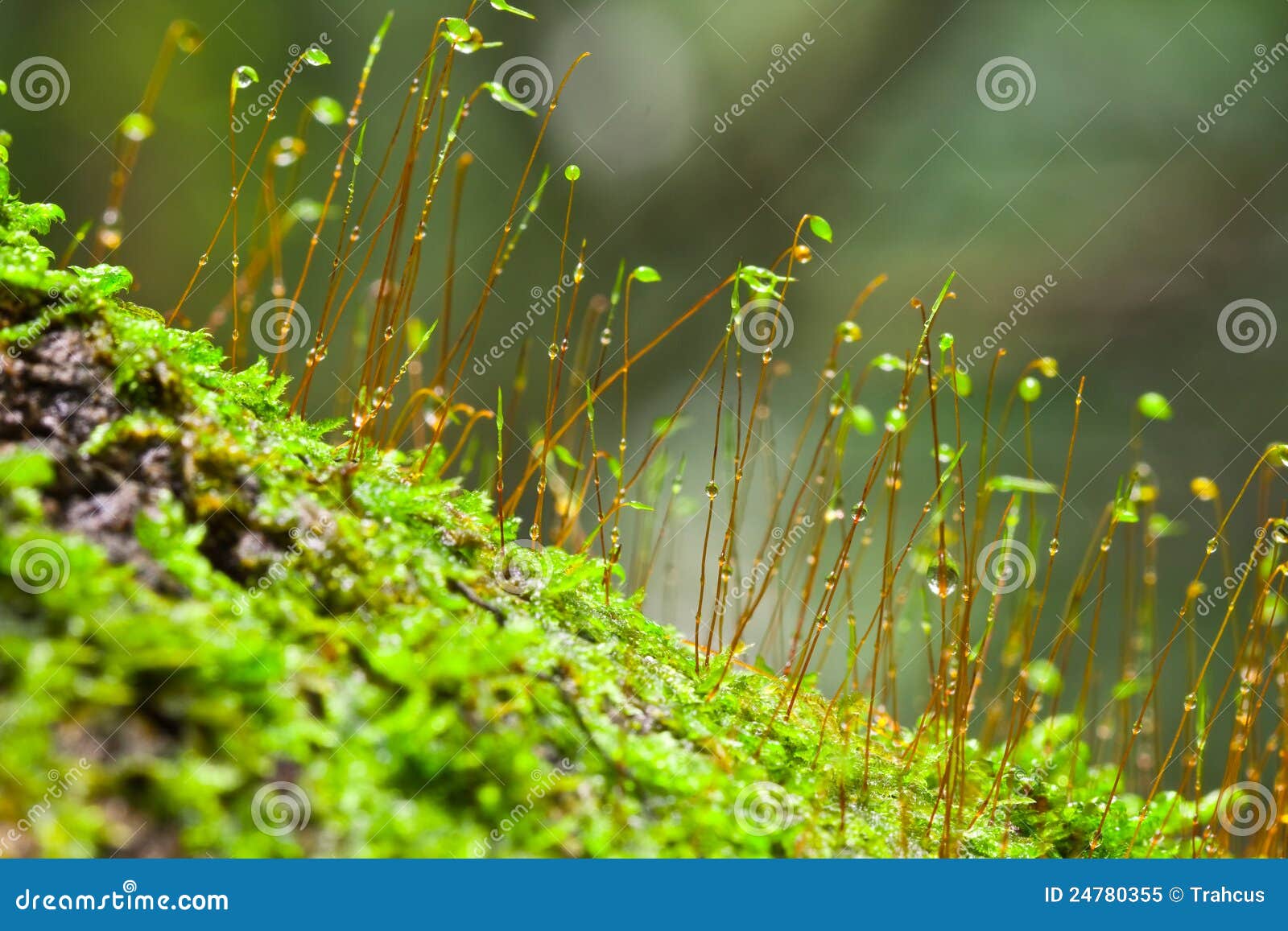 Blooming Flowers of Moss from Rotten Log Stock Image - Image of moss ...