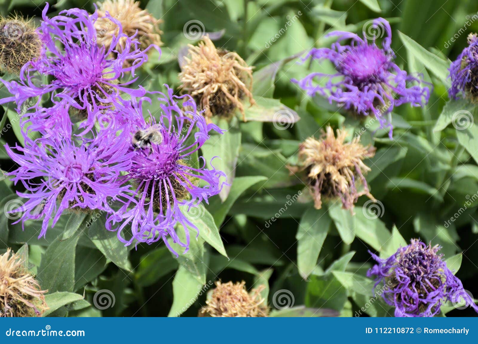 Blooming Flowers with Mountain Lake Stock Photo - Image of colorful ...