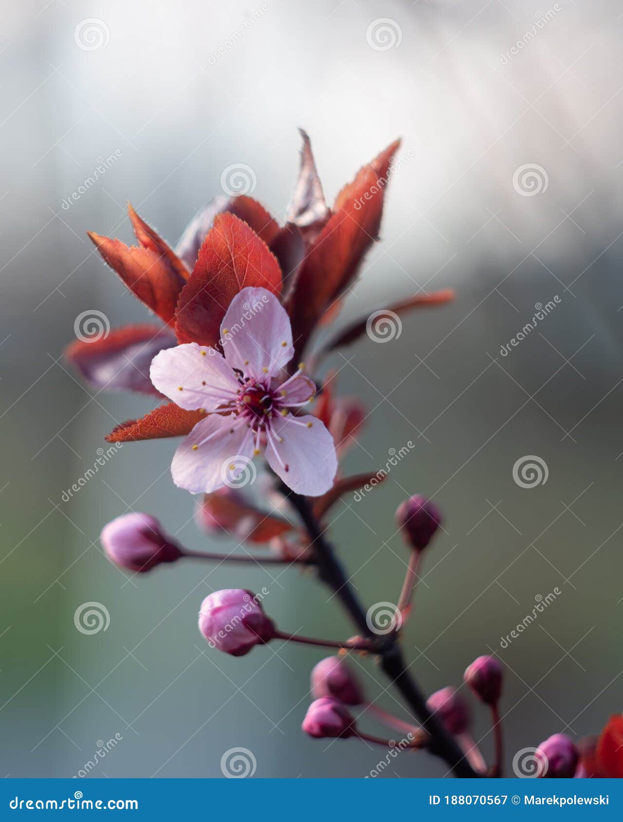 Blooming Flowers of Red Leaf Cherry Tree Stock Image - Image of blur ...