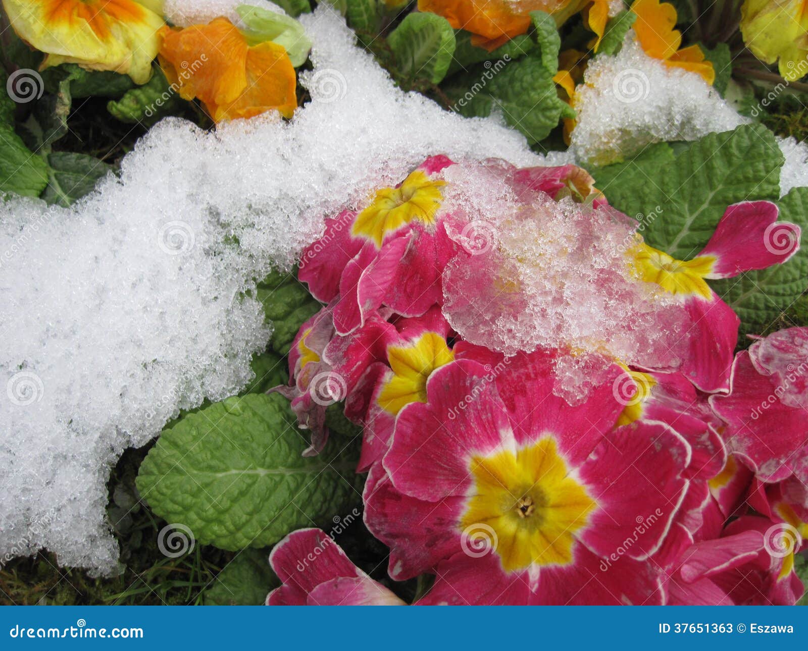 The Blooming Flowers in Spring Time with a Snow Stock Image - Image of ...