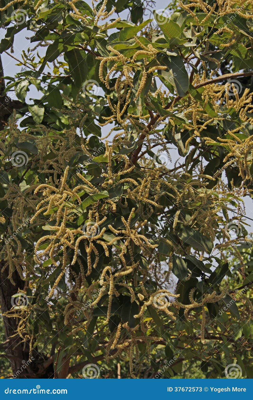 Terminalia Chebula Or Chebulic Myrobalans, Fruits Isolated On White ...