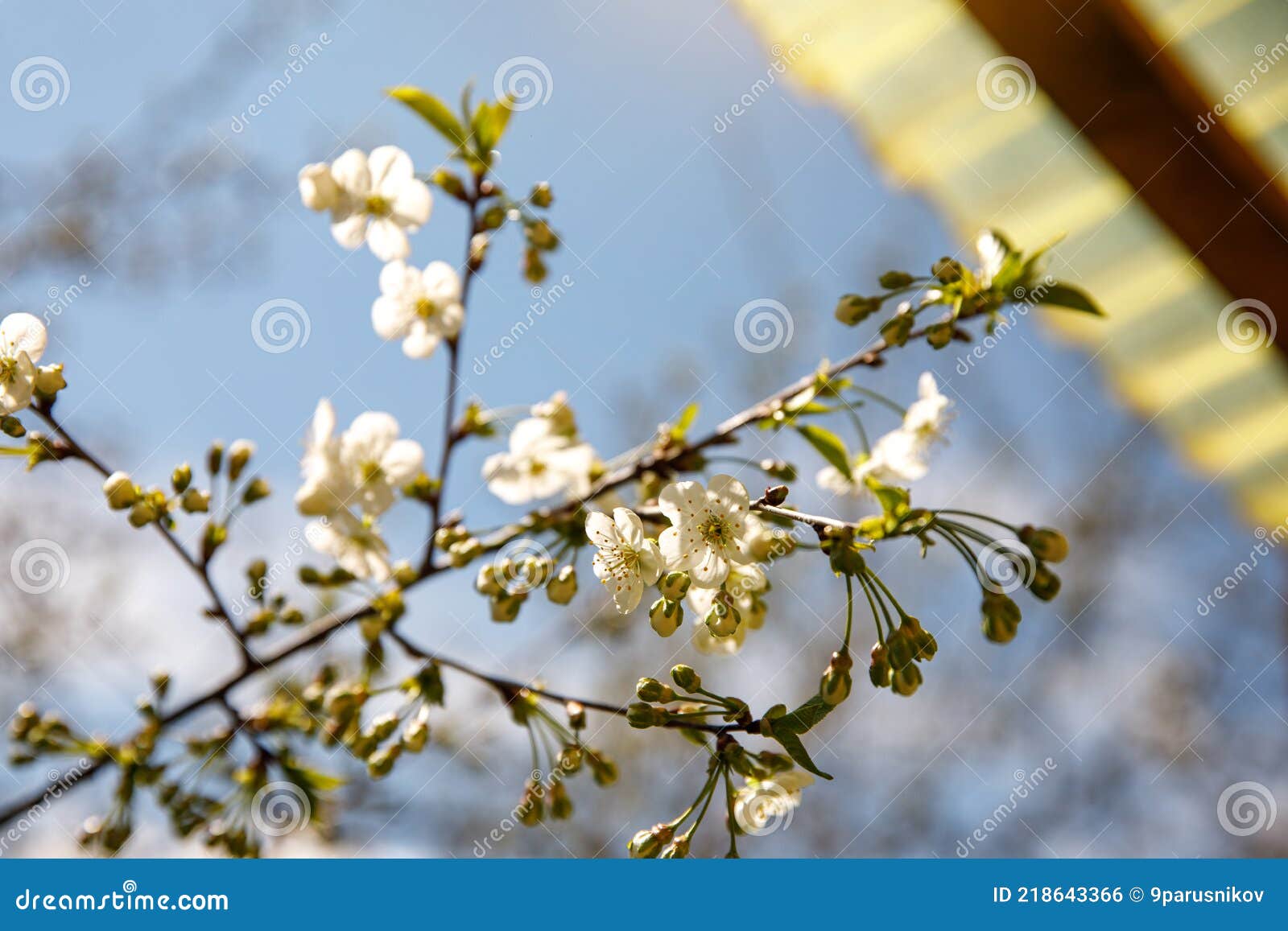 Blooming Flowers on a Tree Branch. Spring Nature Background. Stock ...