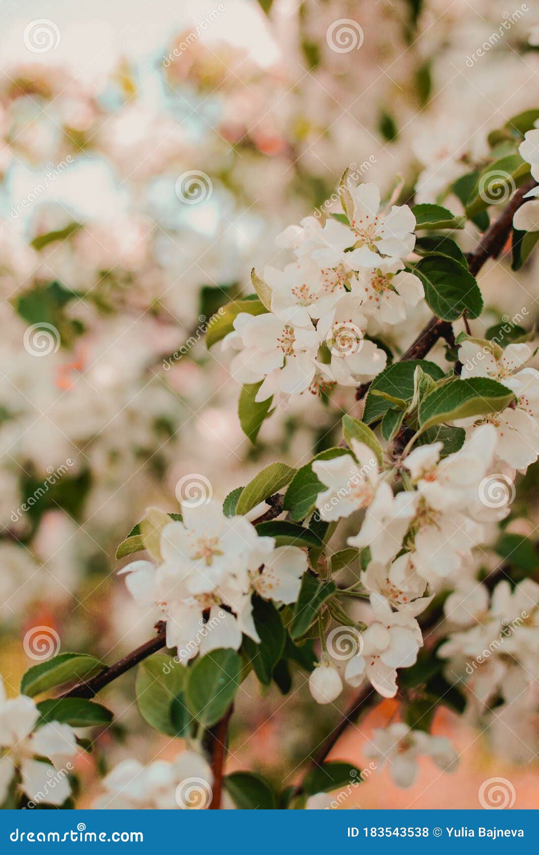 Blooming Flowers on Tree Branches Close Up. Stock Photo - Image of ...