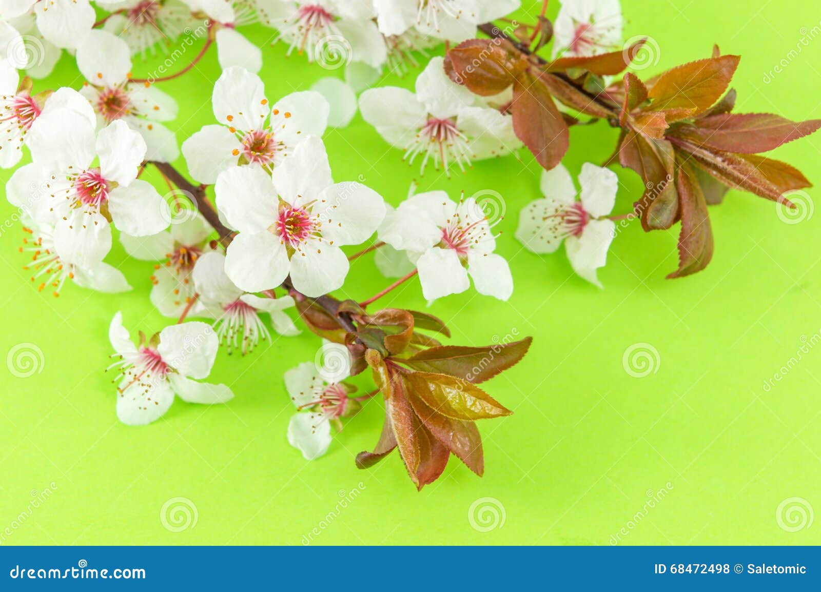 Blooming Flowers on Tree Branches Stock Photo - Image of nature ...