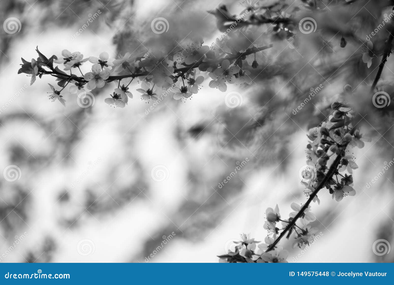 Flowers Budding on a Branch in the Spring Stock Photo - Image of cold ...
