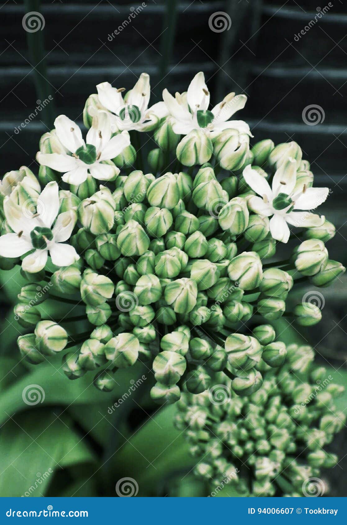 Blooming flowers stock image. Image of flowering, park - 94006607