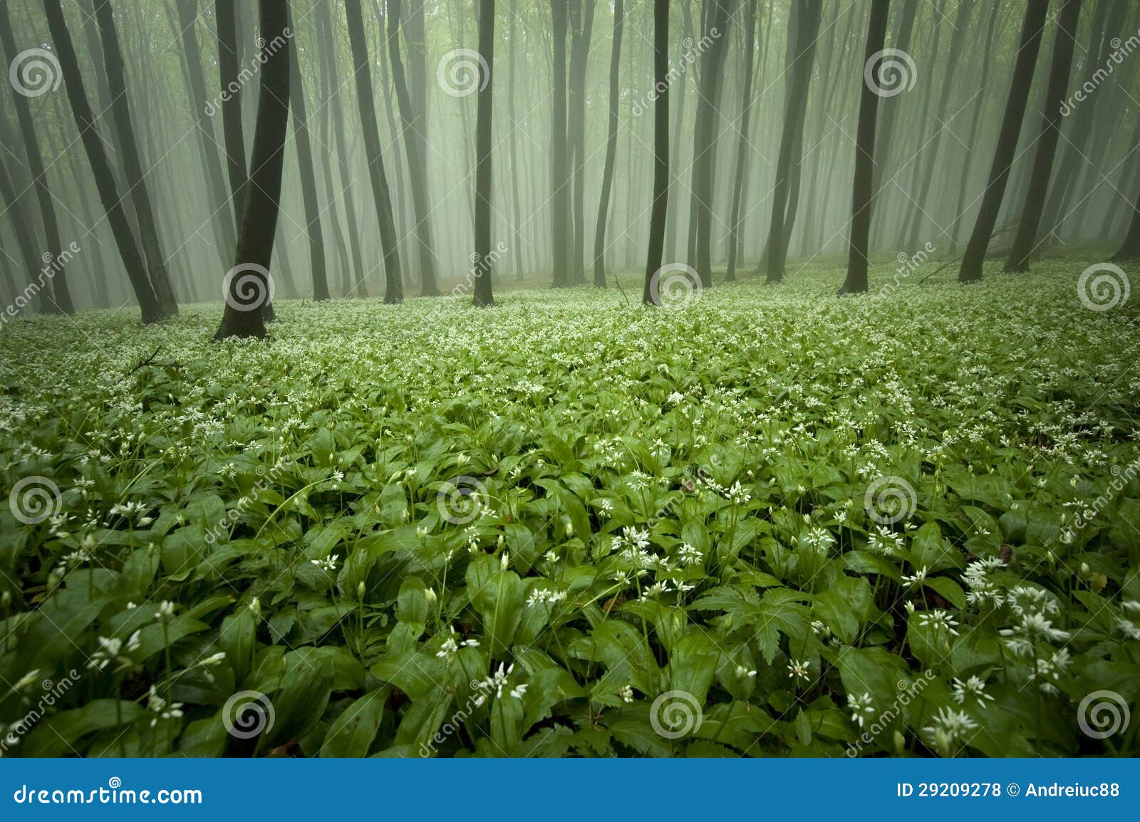 Blooming Forest with Fog and Flowers on the Ground Stock Photo - Image ...