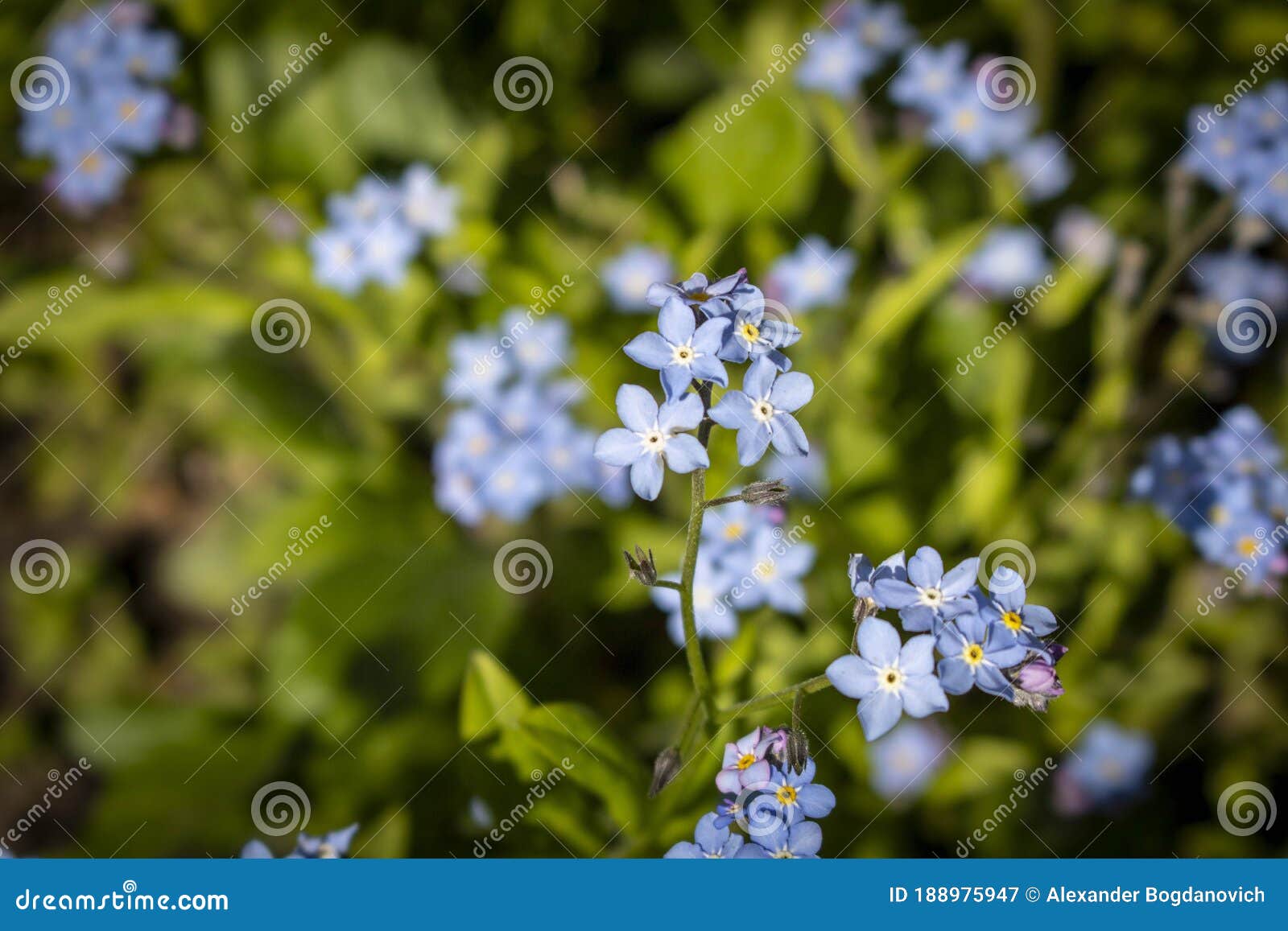 Blooming Forget-me-nots Blue Forget-me-nots . Selective Focus Stock ...