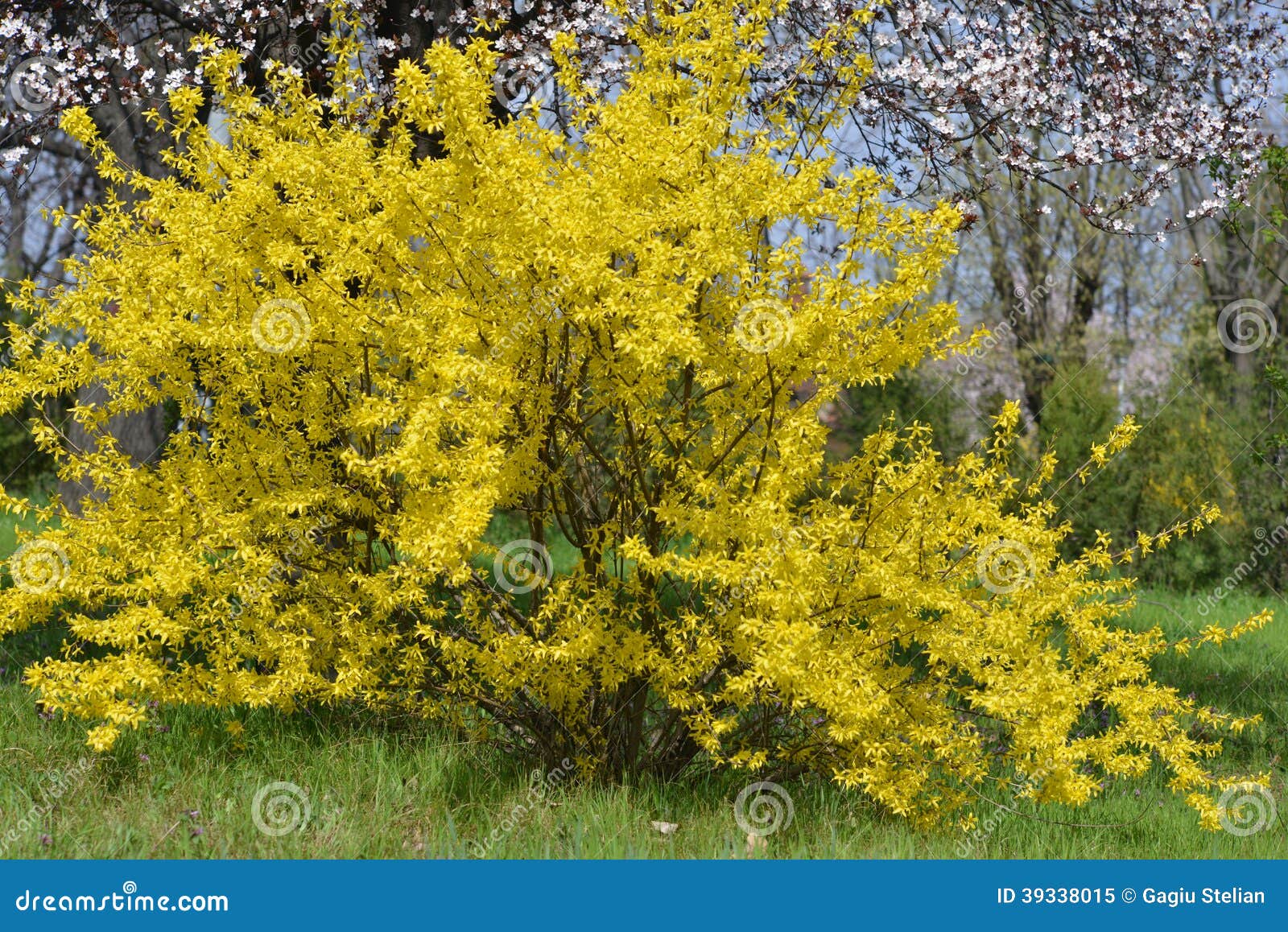 Blooming forsythia stock image. Image of leaf, flora - 39338015