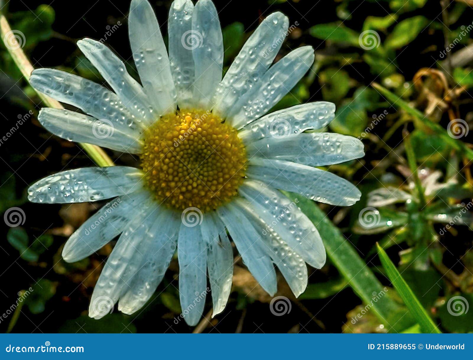 Blooming Fresh Colored Flower Stock Image - Image of flora, blooming ...