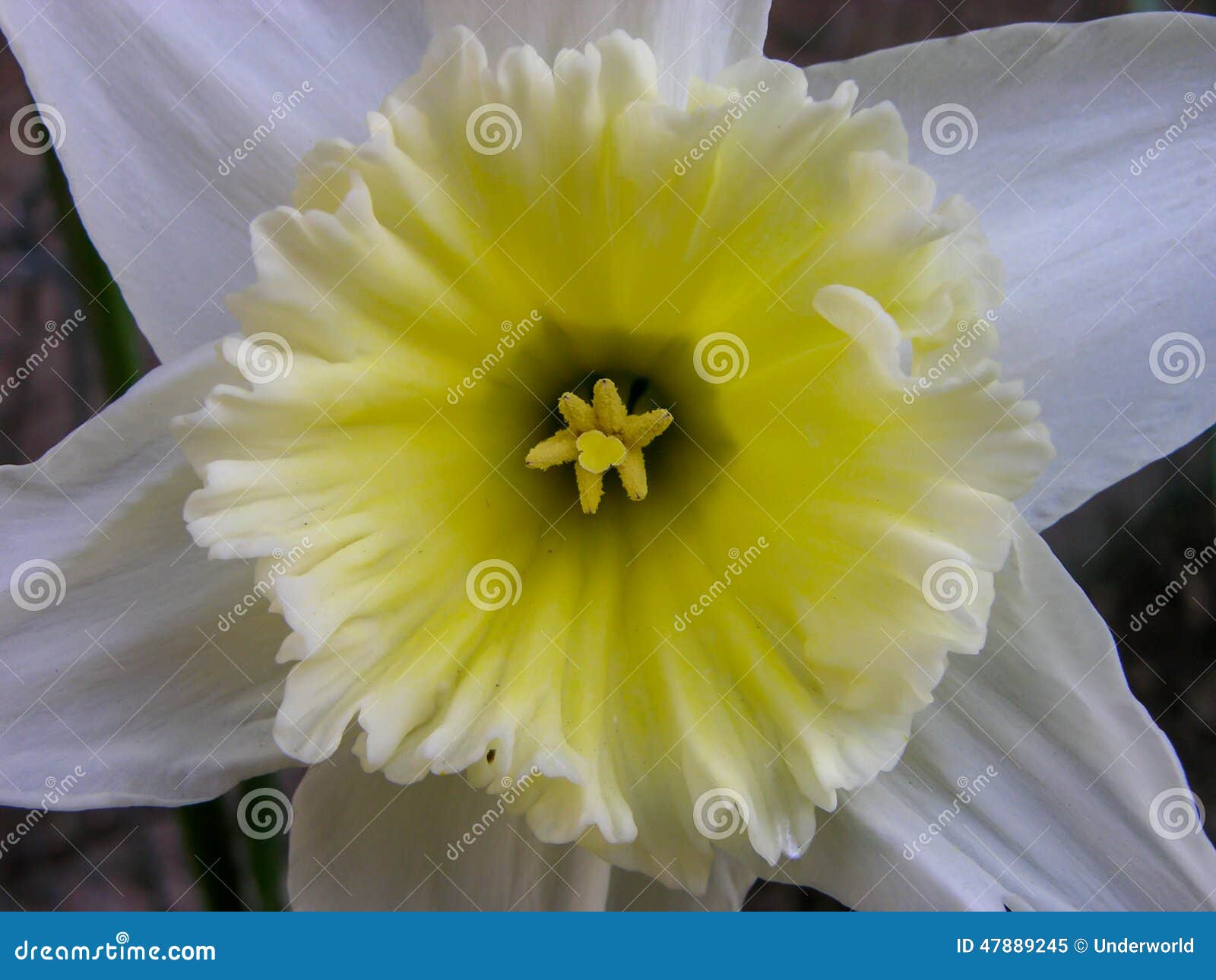 Blooming Fresh Colored Flower Stock Image - Image of plant, flower ...