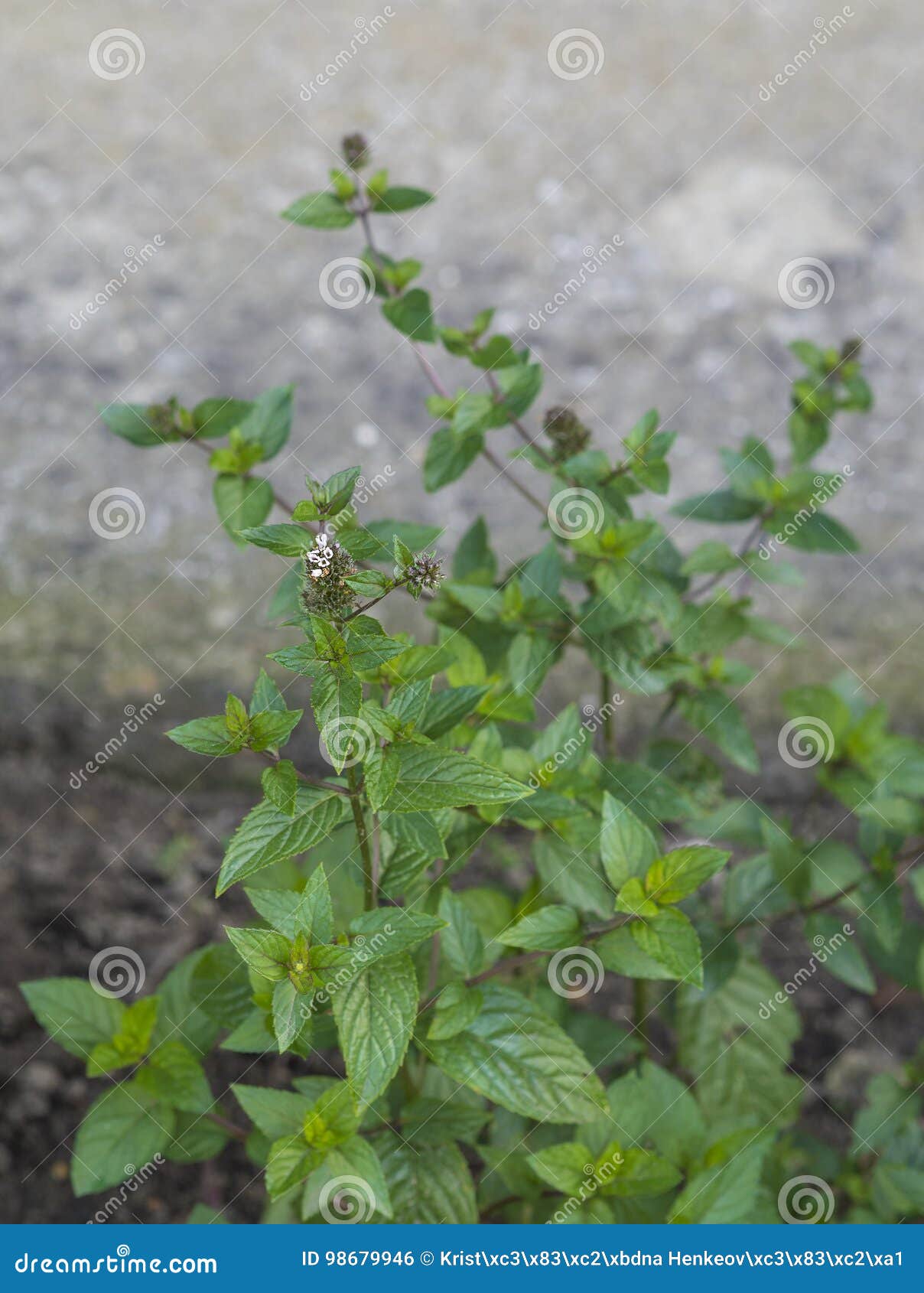 Blooming Fresh Mint Plant Herb With Soft Beige Background Stock Photo ...
