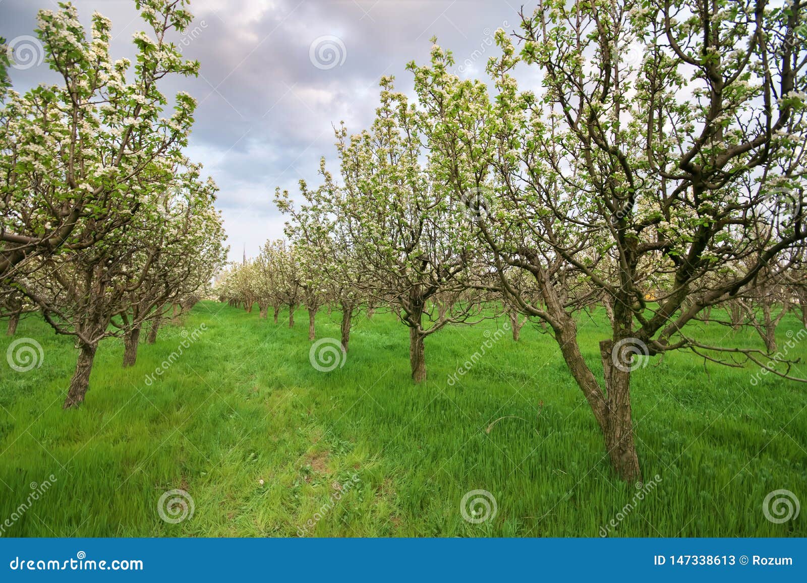 Blooming Fruit Orchard in Spring Stock Image - Image of botanical, leaf ...