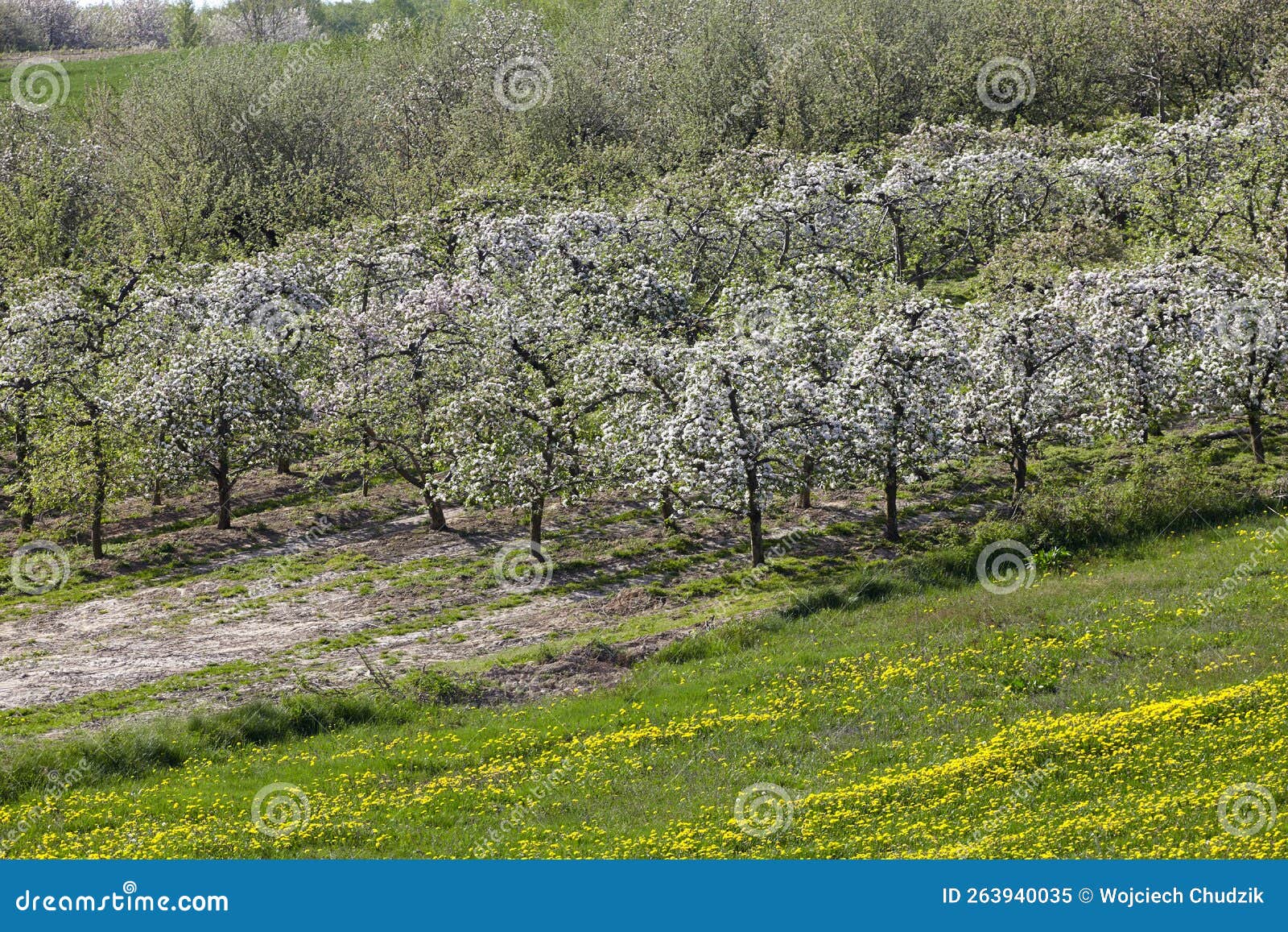 Blooming Fruit Orchards in Spring Stock Image - Image of blooming ...