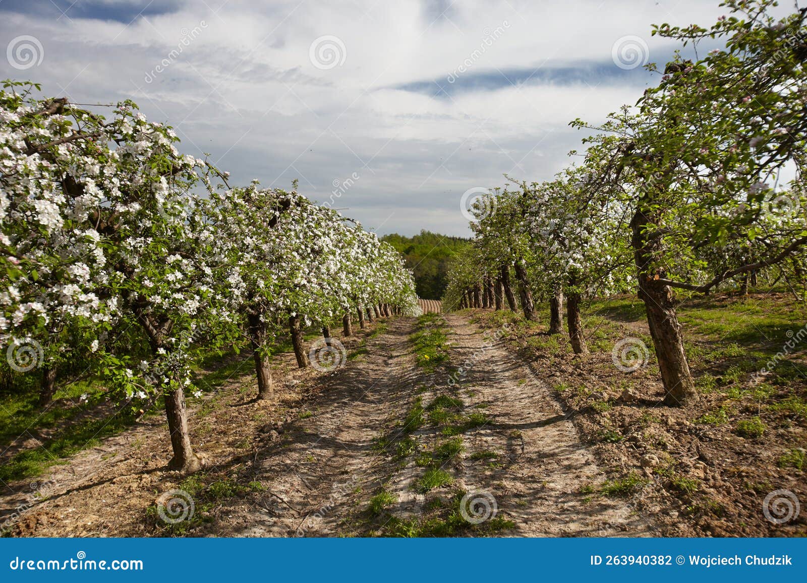 Blooming Fruit Orchards in Spring Stock Photo - Image of fruit ...