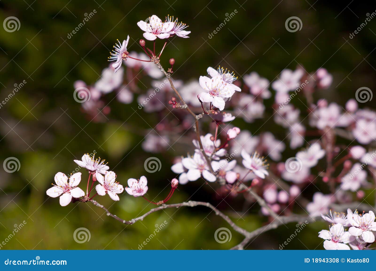 Blooming fruit tree stock photo. Image of bright, environment - 18943308
