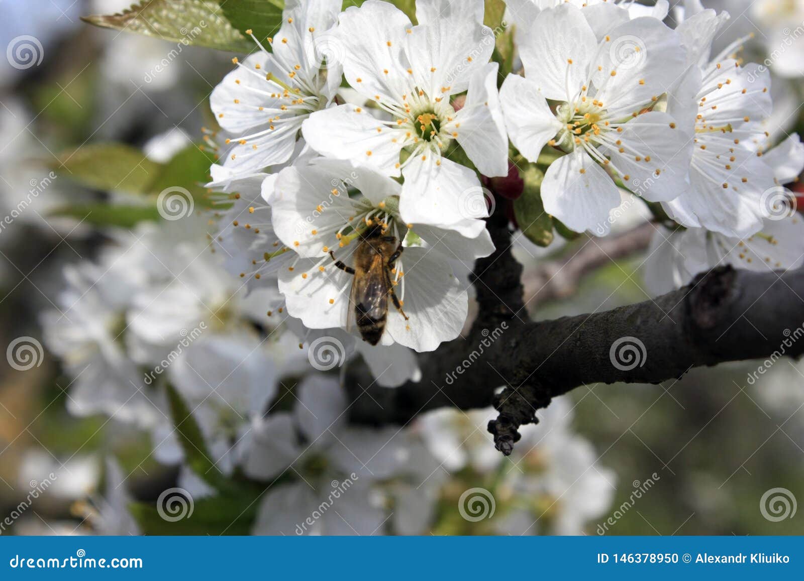 A Blooming Fruit Tree with a Bee on a White-pink Flower. Blurred ...