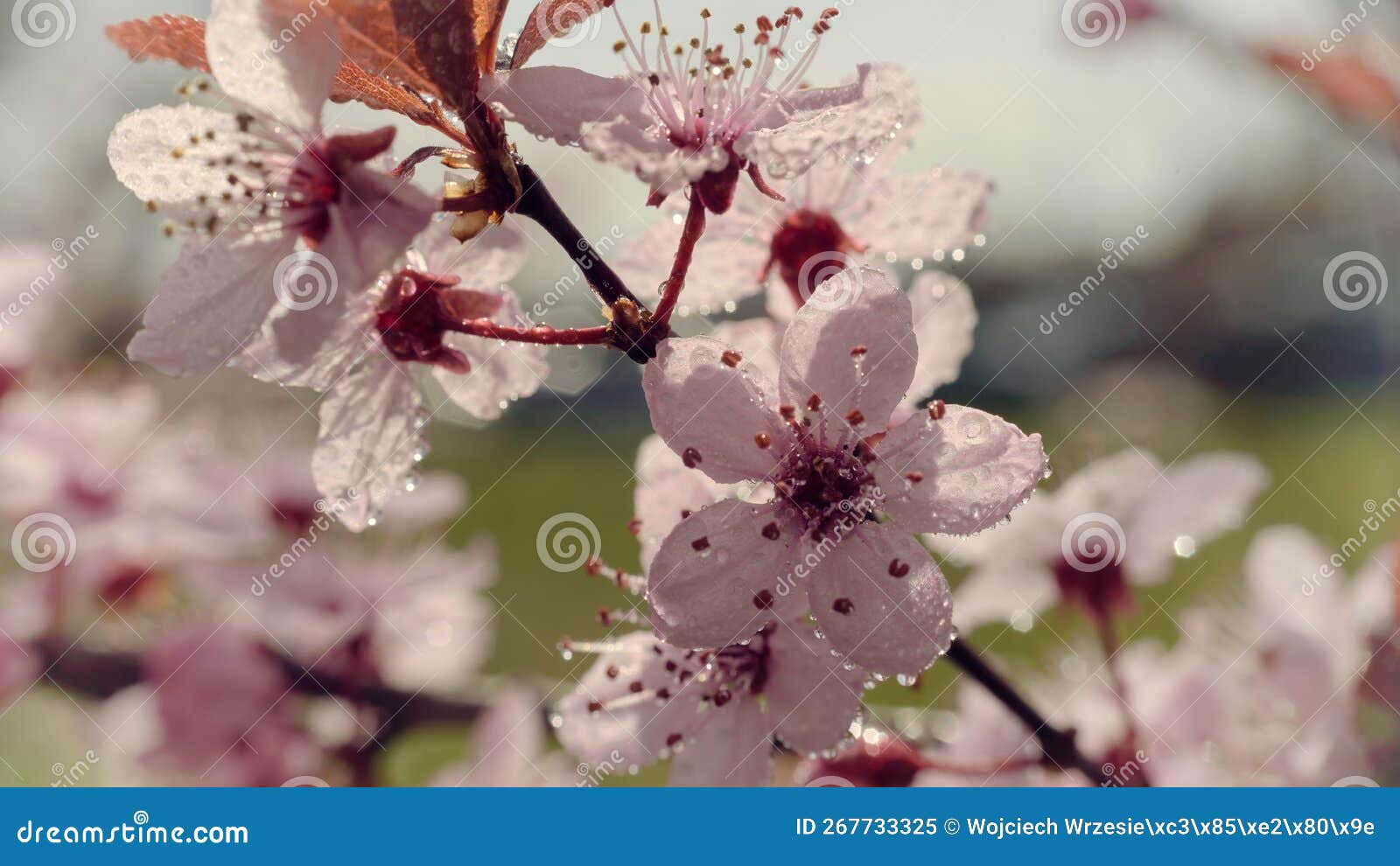 SPRING stock image. Image of home, orchard, drops, blooming - 267733325