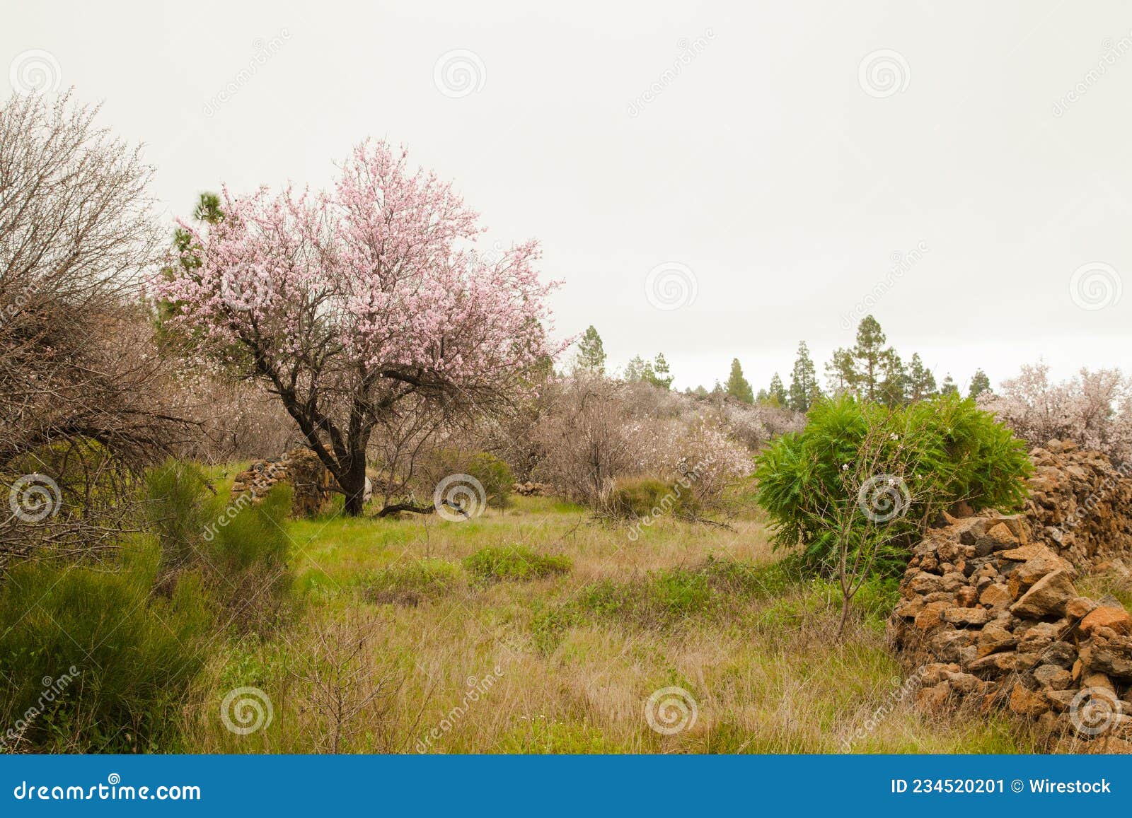 Blooming Fruit Tree in a Field Stock Image - Image of field, berry ...