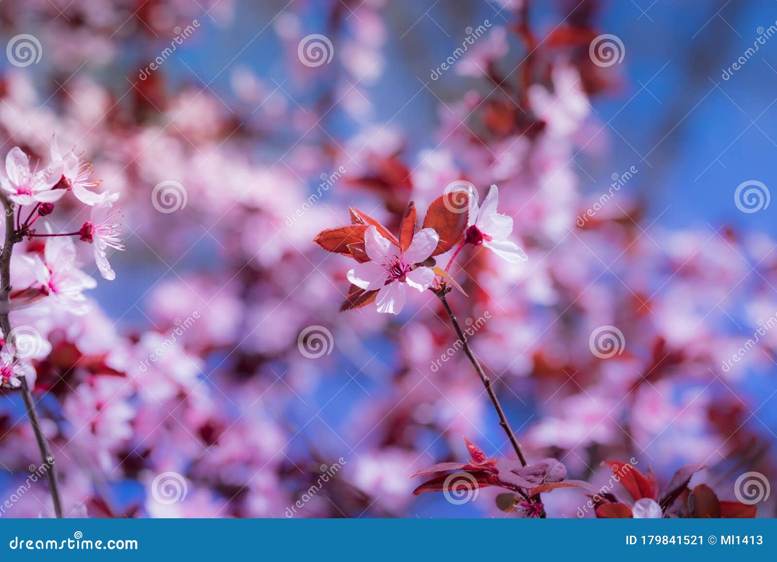 Blooming fruit trees stock image. Image of petal, outdoors - 179841521
