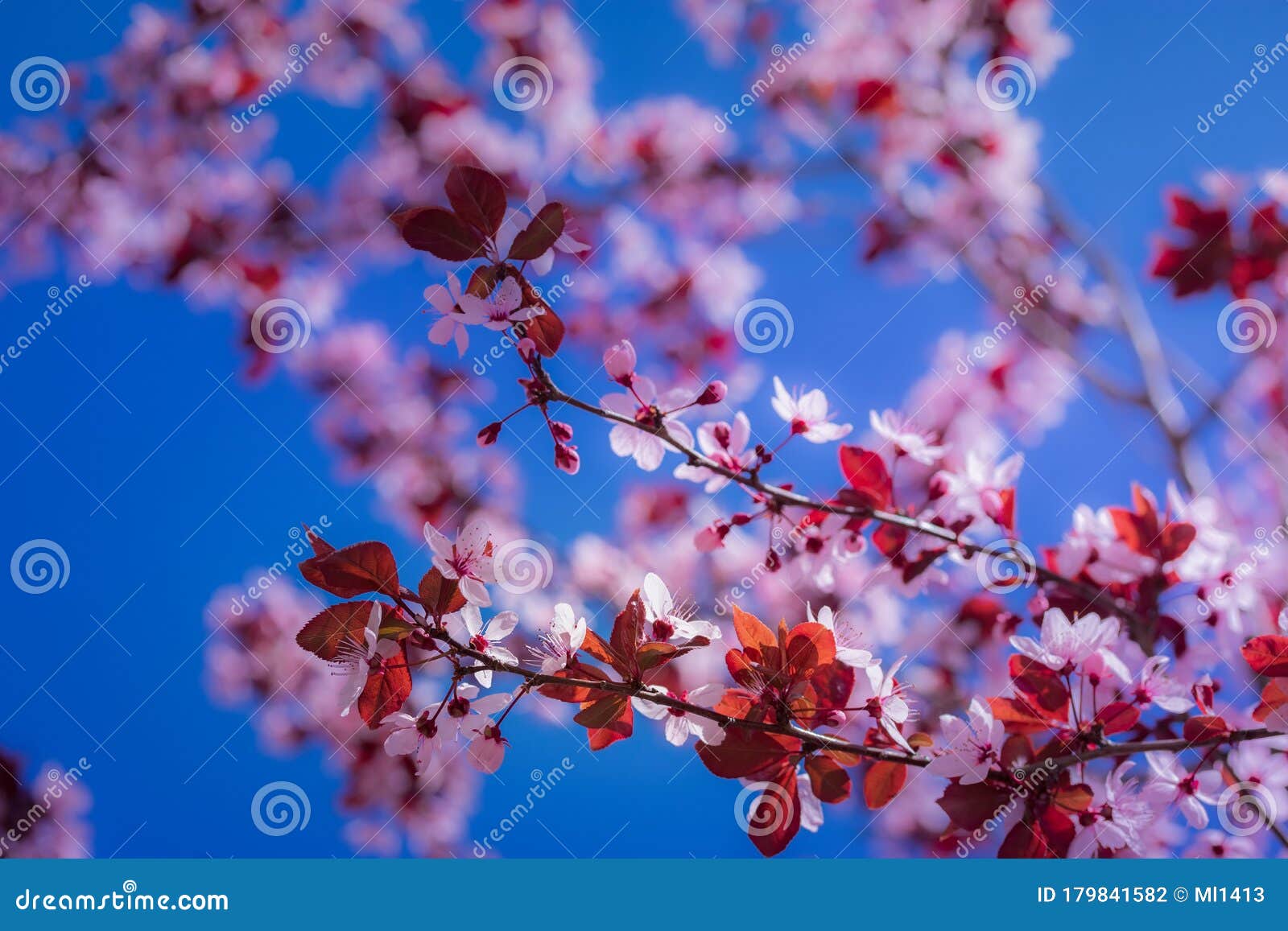 Blooming fruit trees stock photo. Image of green, gardens - 179841582