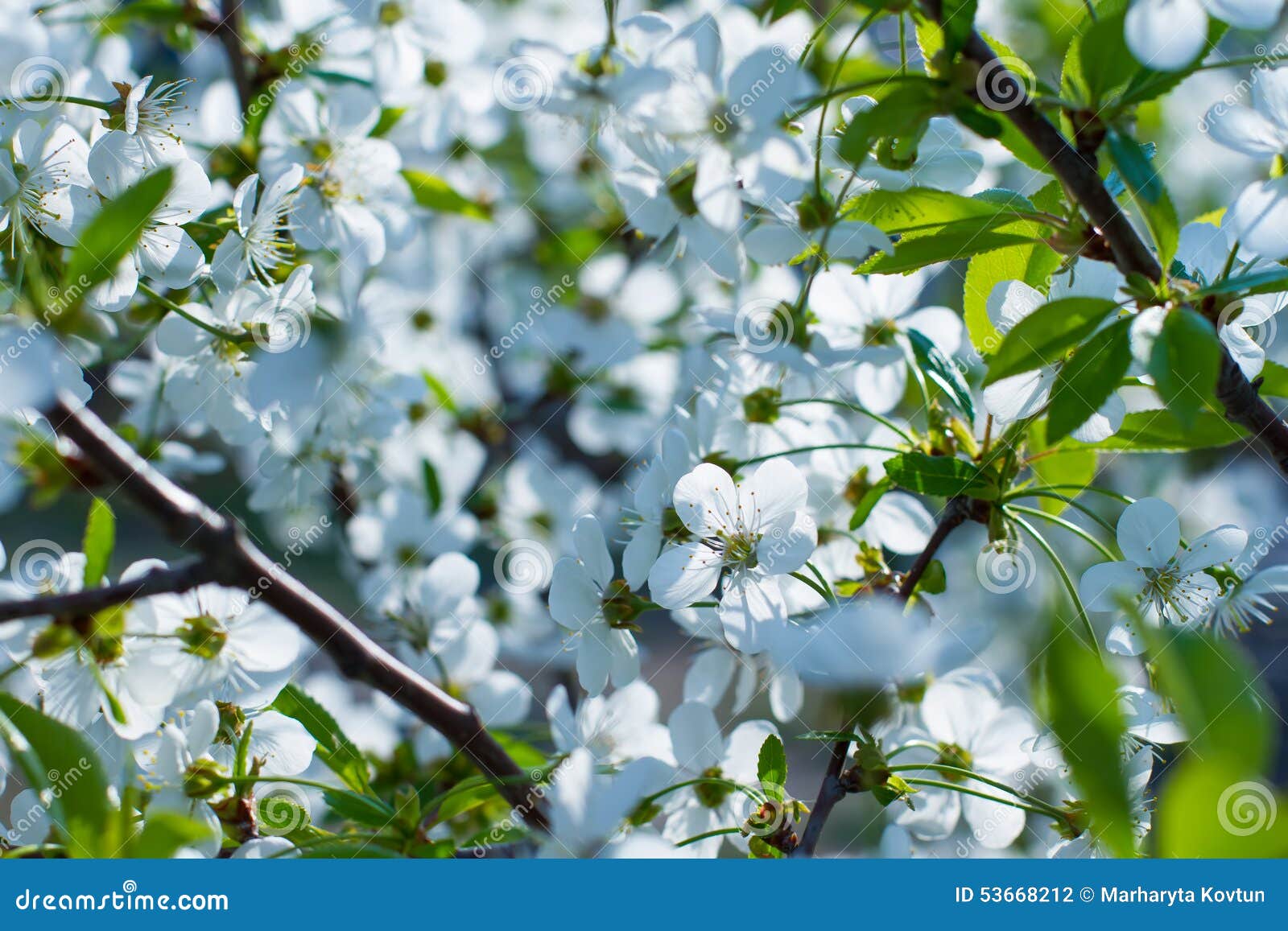 Blooming fruit trees. stock photo. Image of gardening - 53668212
