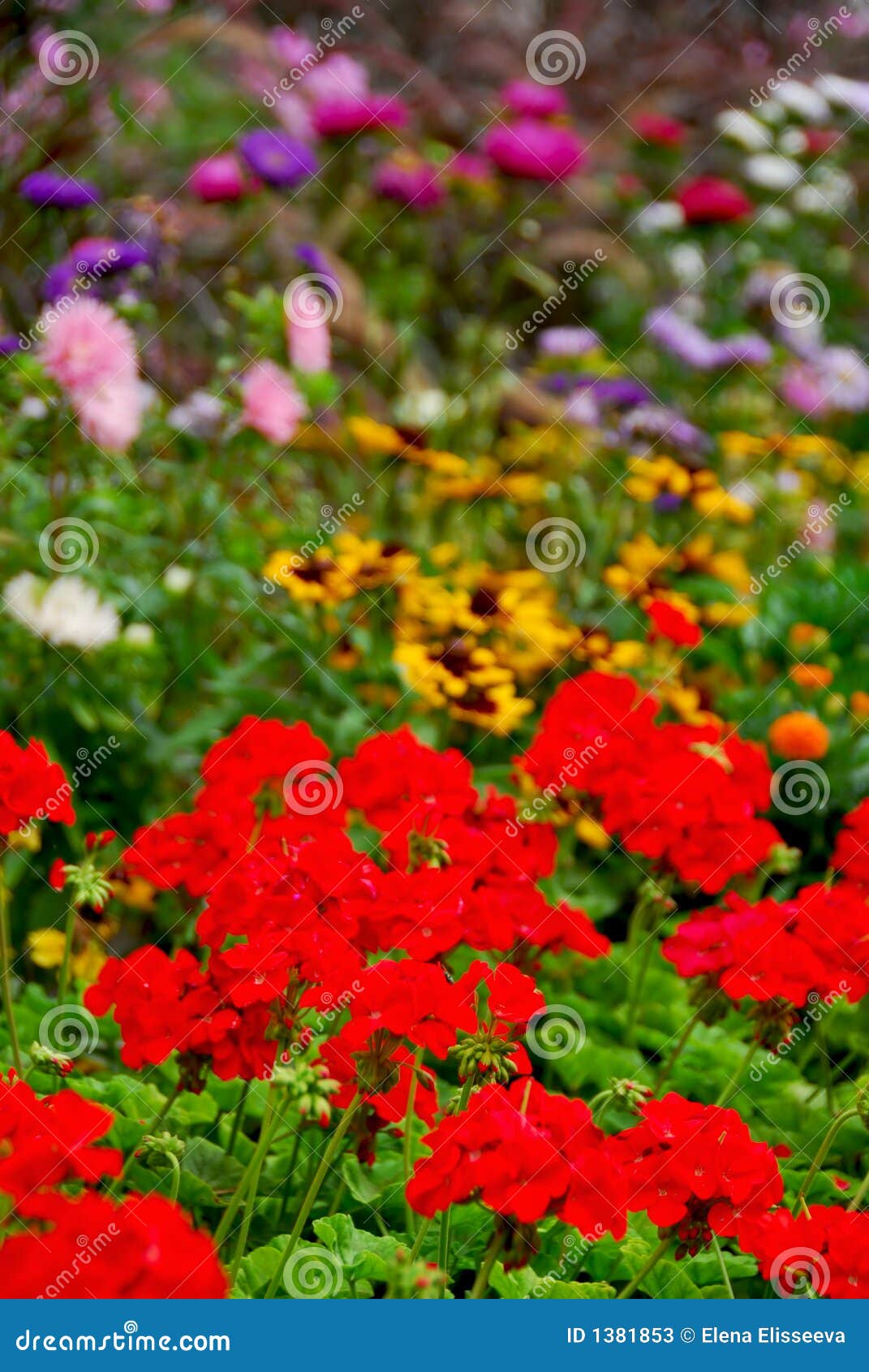 Blooming garden stock image. Image of natural, botanical - 1381853