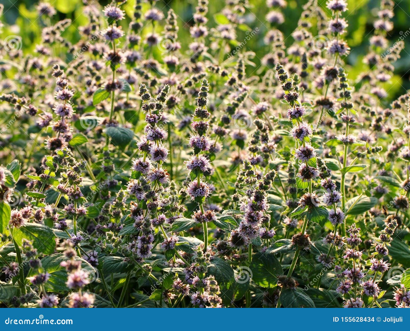Mint Flowers On Wooden Rustik Background Royalty-Free Stock Photography ...
