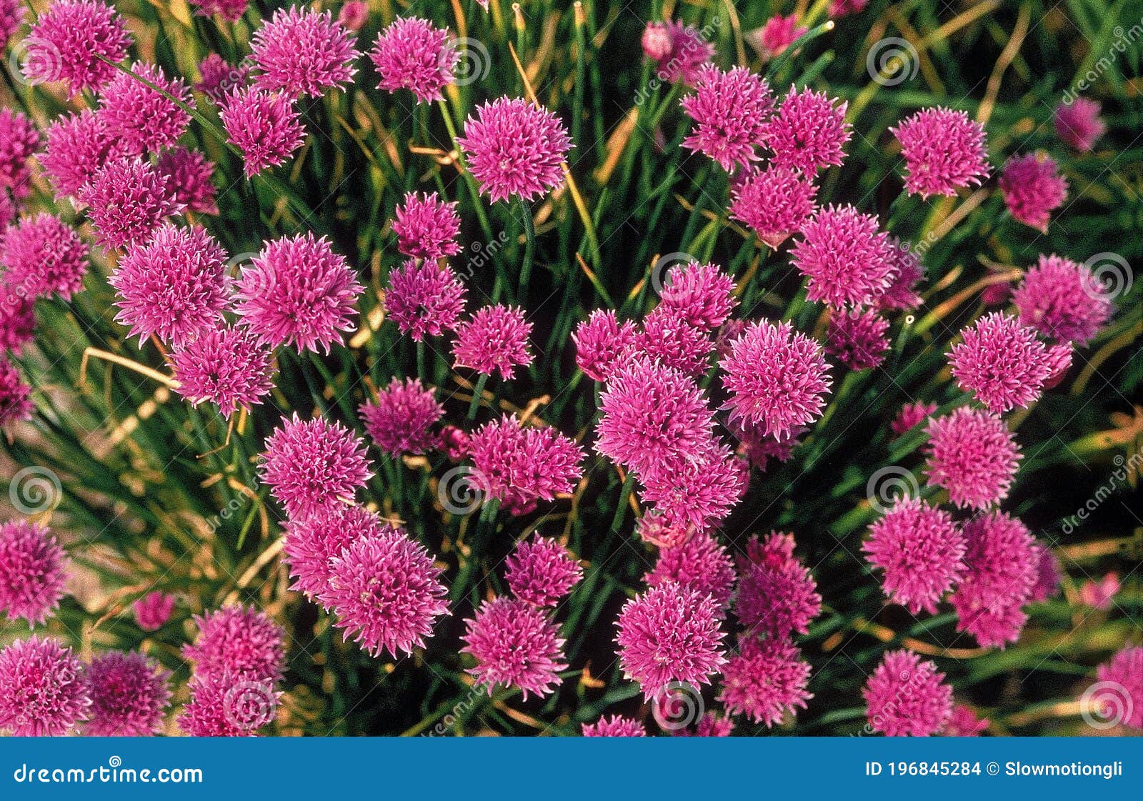Blooming Garlic, Allium Sativum Stock Photo - Image of agriculture ...