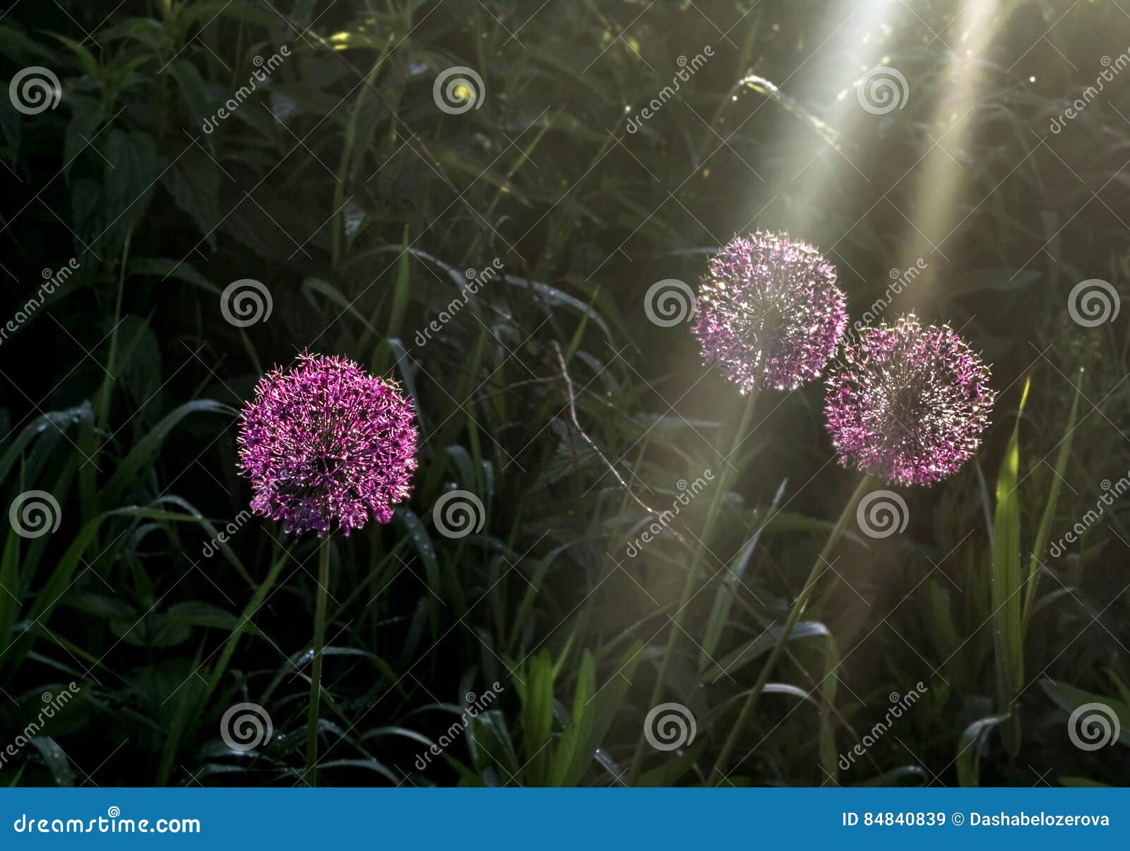 Blooming garlic in sun stock image. Image of floral, onion - 84840839