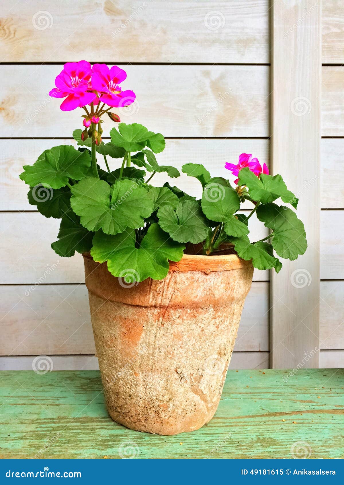Blooming Geranium in Old Clay Pot Stock Image - Image of green, colour ...