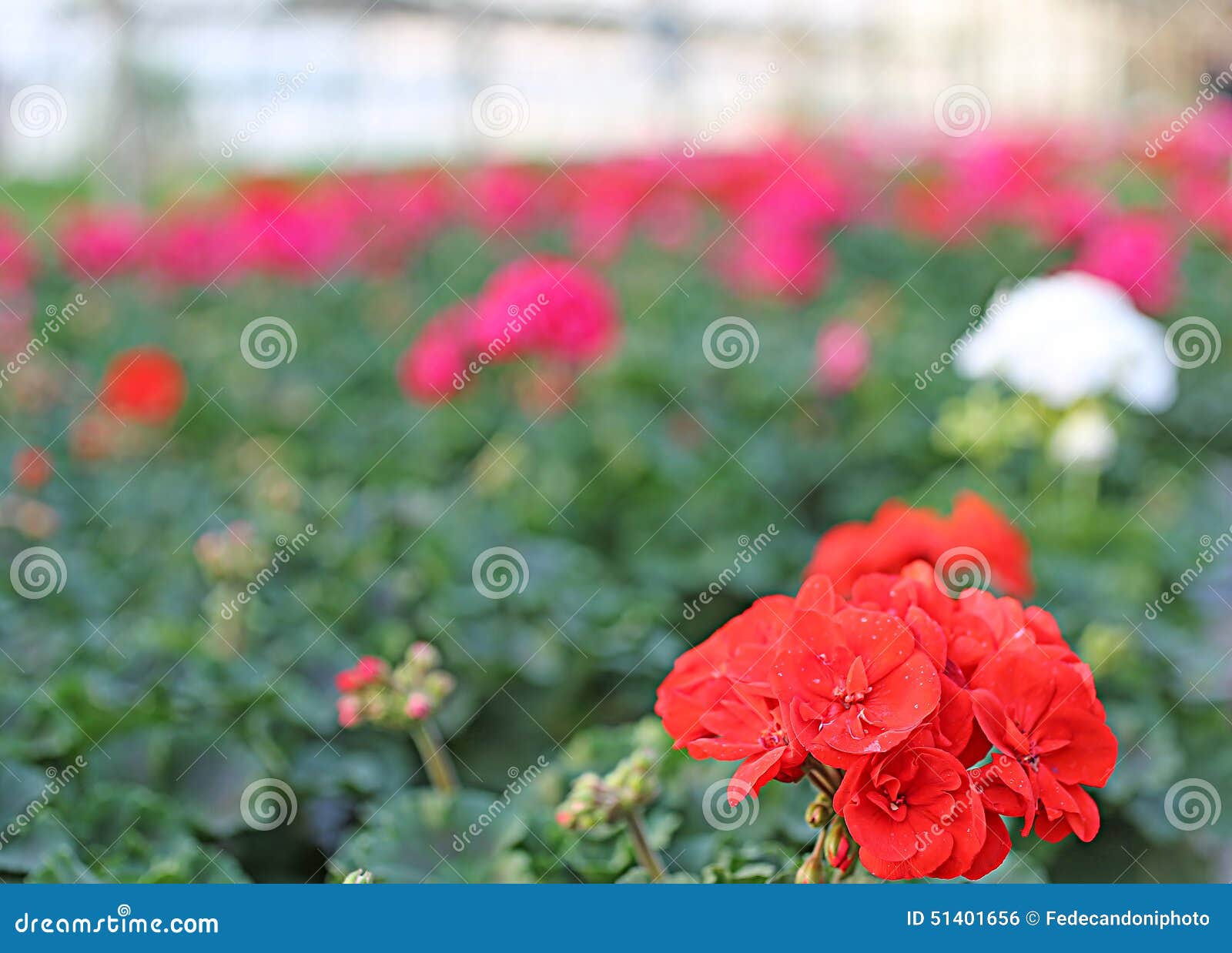 Blooming Geranium Plants for Sale in the Greenhouse in Spring Stock ...