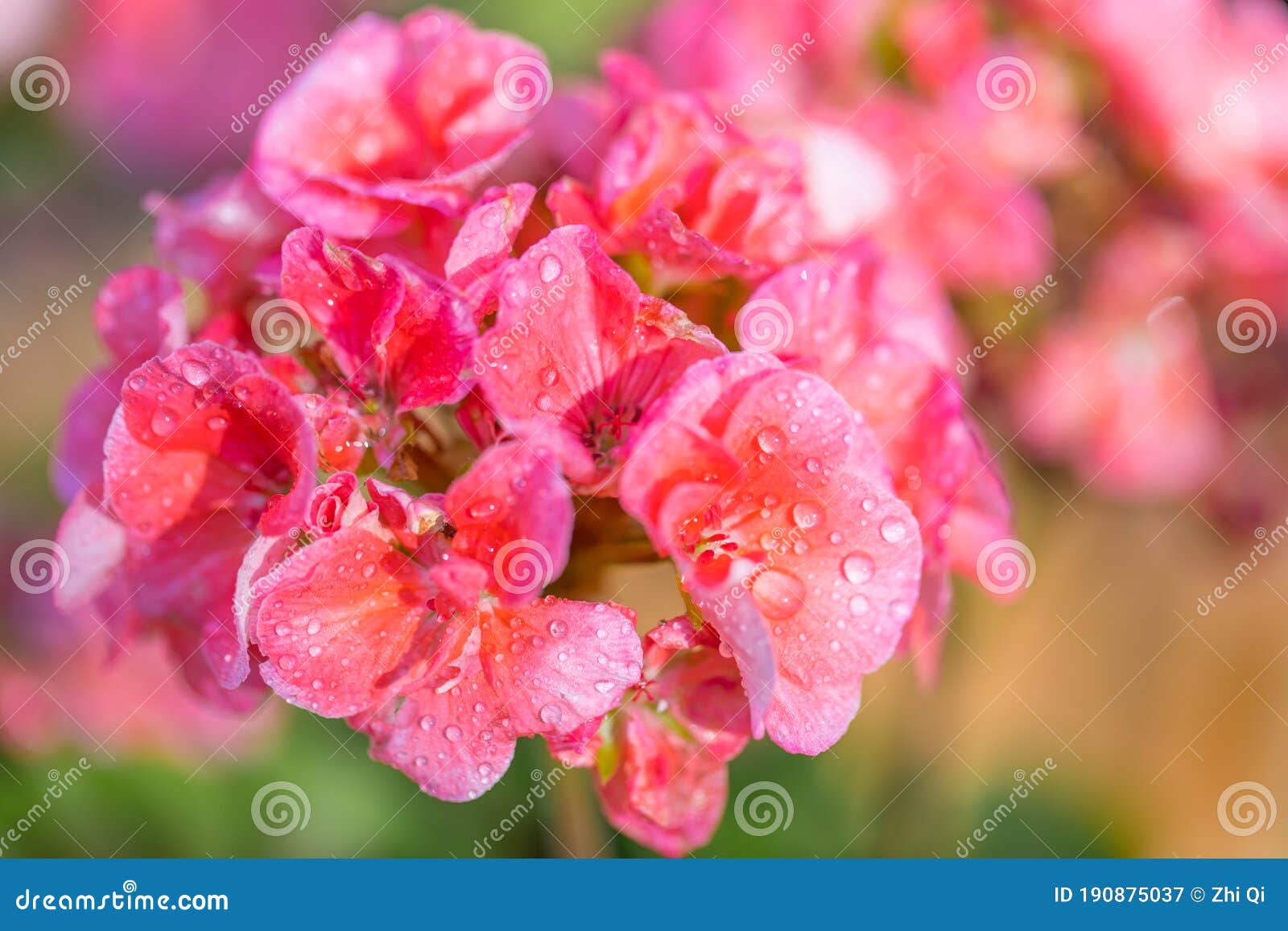 Blooming Geranium Varios Colors Stock Image - Image of blossoming ...