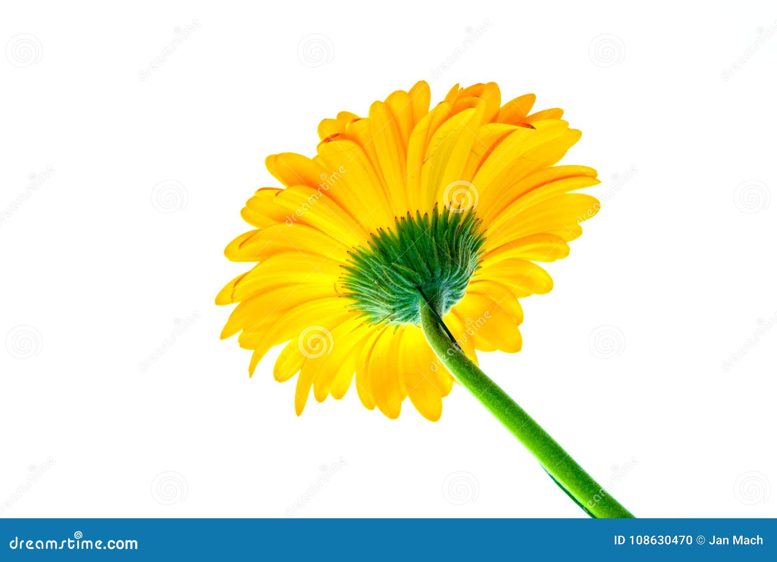 Blooming Gerbera Head and Stem on White Background Stock Photo - Image ...