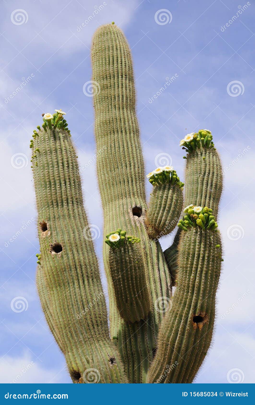 Giant Saguaro Cactus Royalty-Free Stock Photography | CartoonDealer.com ...